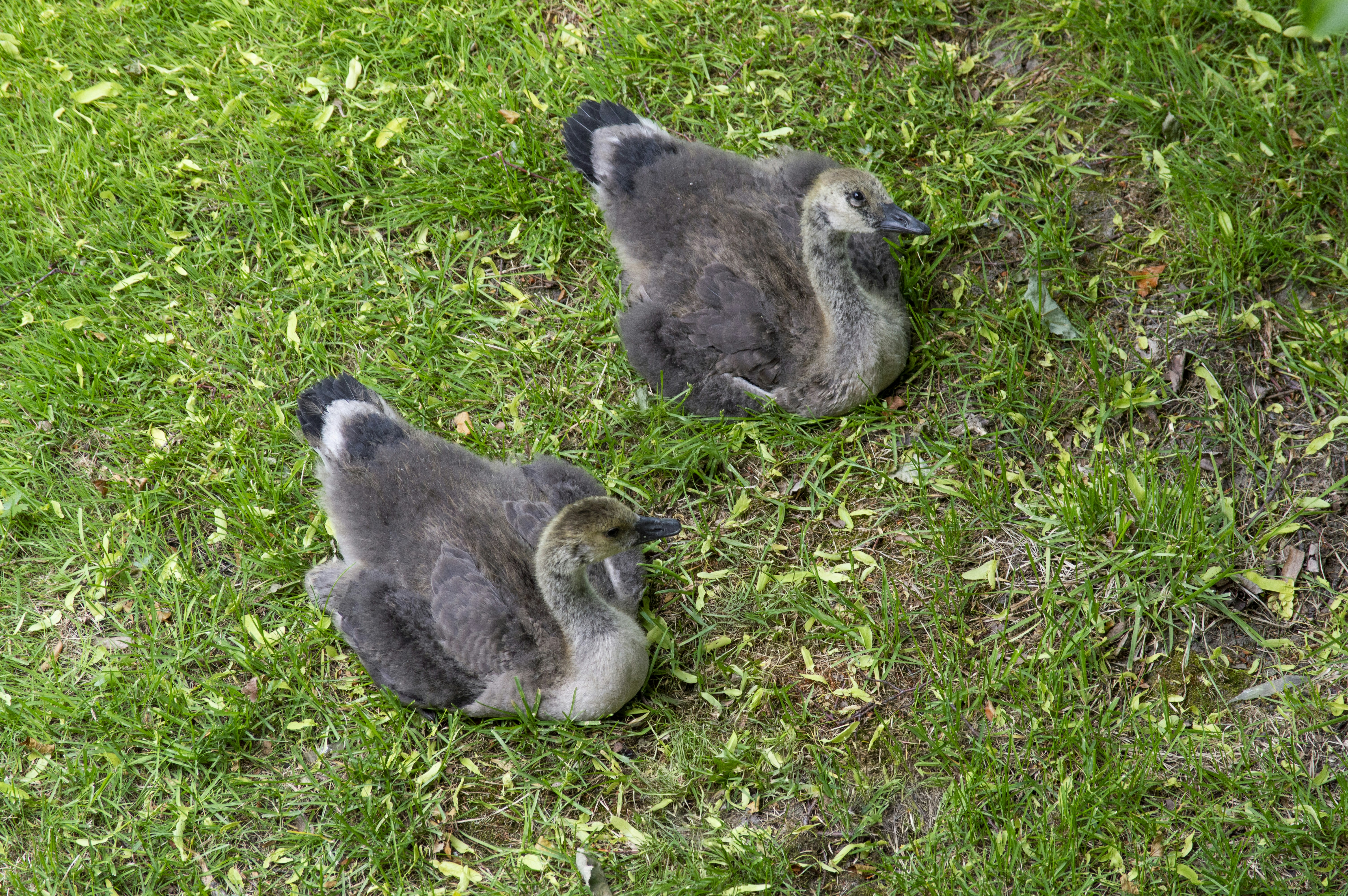 Two fluffy goslings resting on green grass