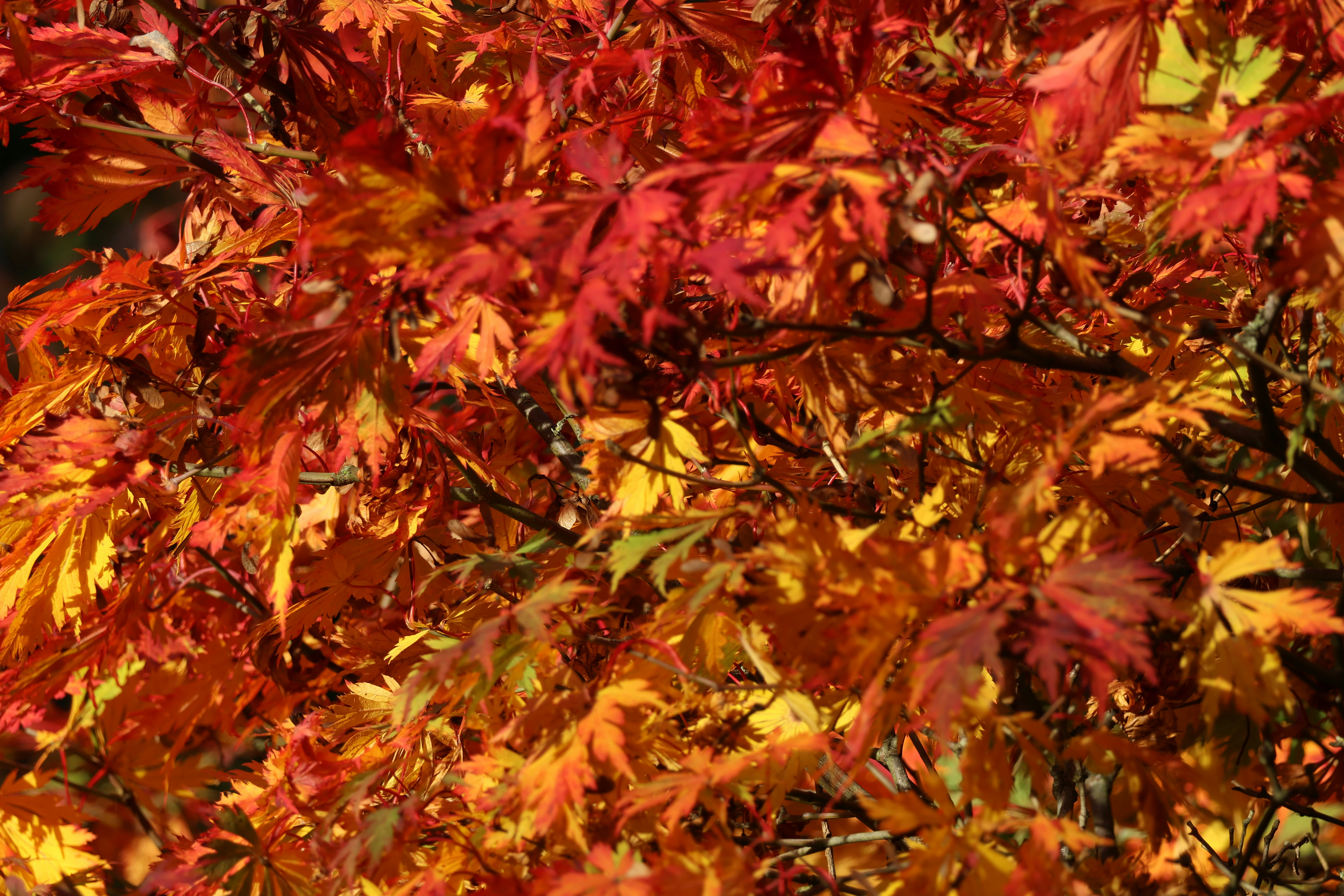Vibrant autumn leaves in shades of red and orange create a rich tapestry of color against a blurred background.