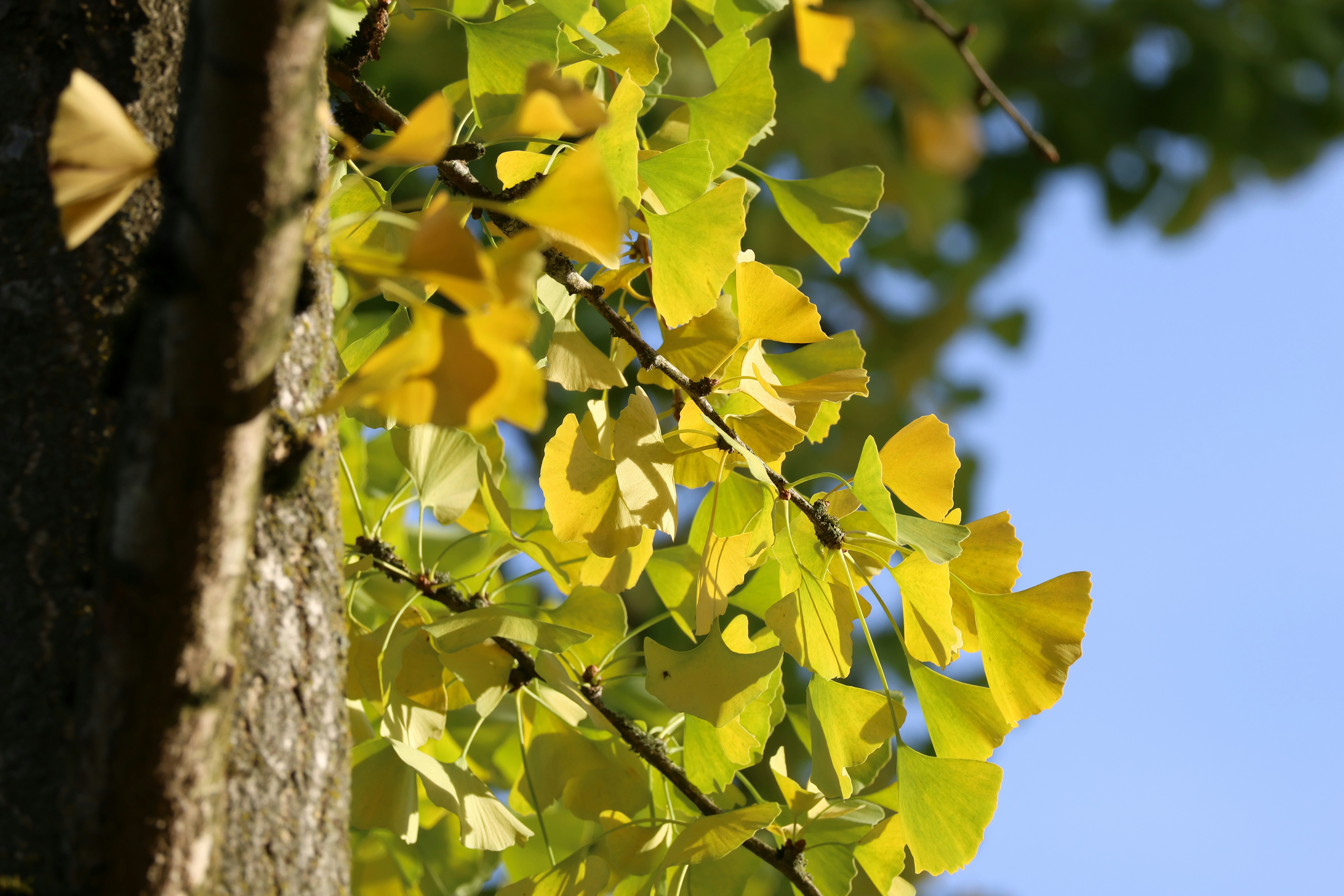 Ginkgo tree leaves turn yellow in autumn sunlight.