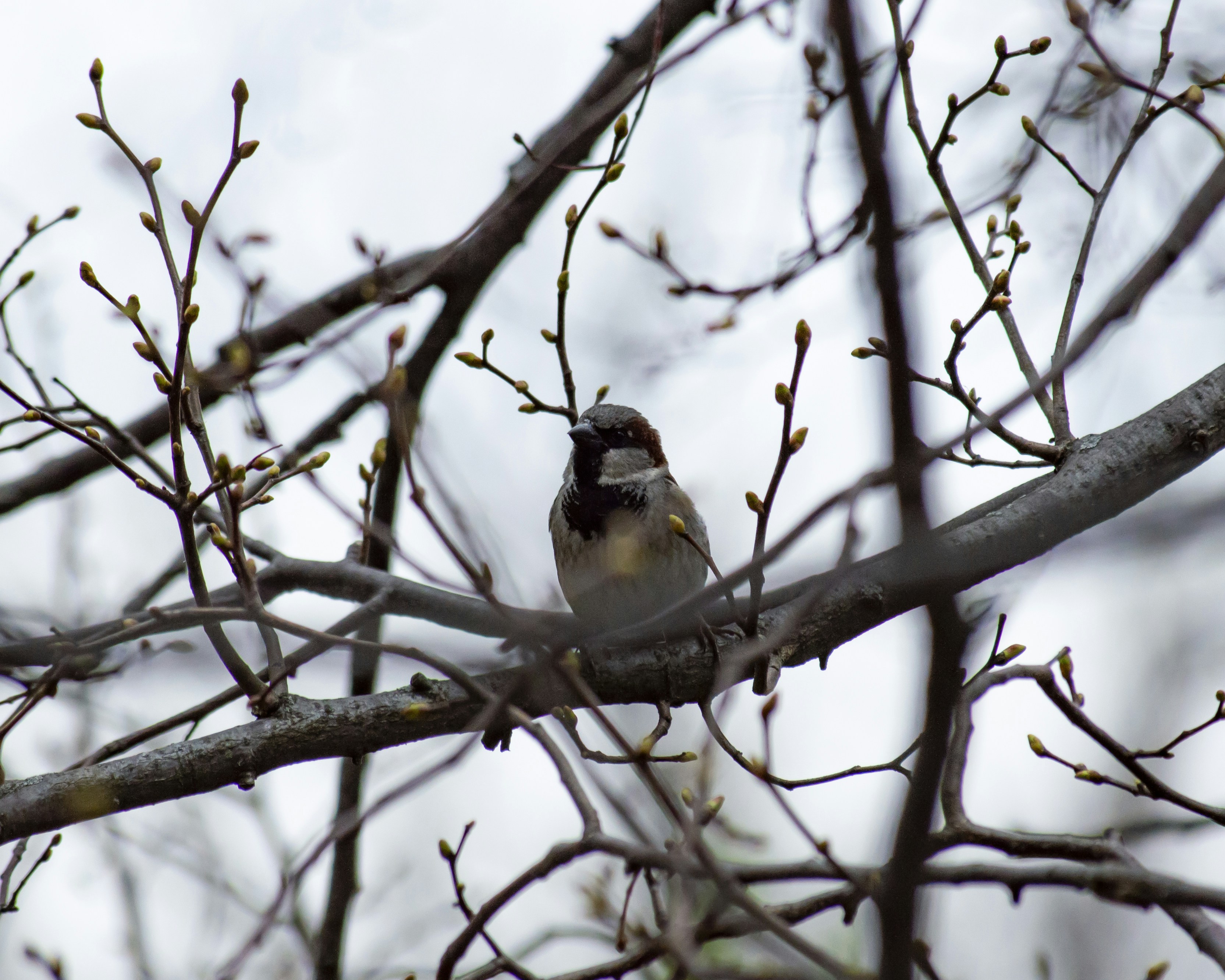 Sparrow perched on a bare tree branch