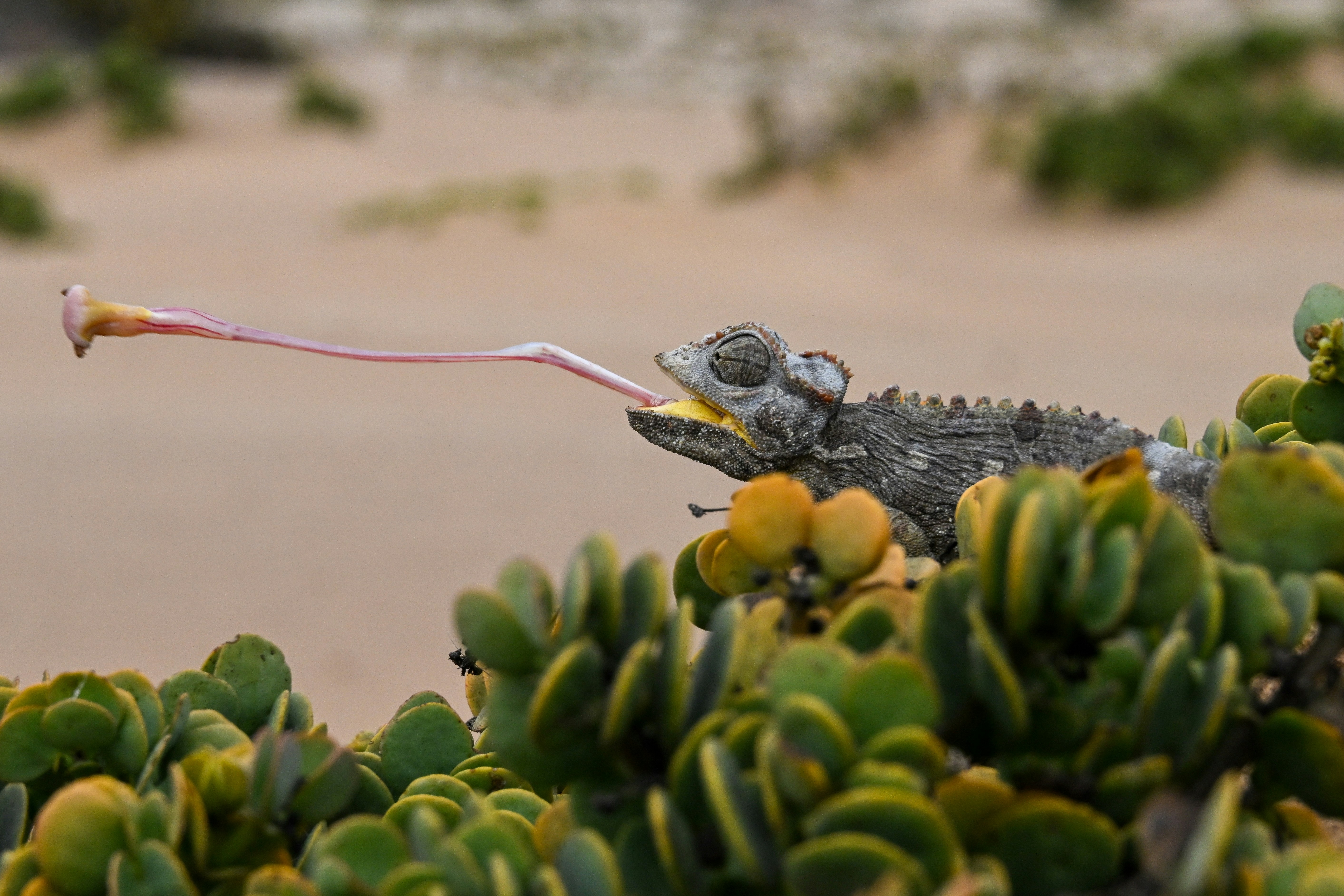 The Art of Camouflage: A Chameleon's Precision Strike