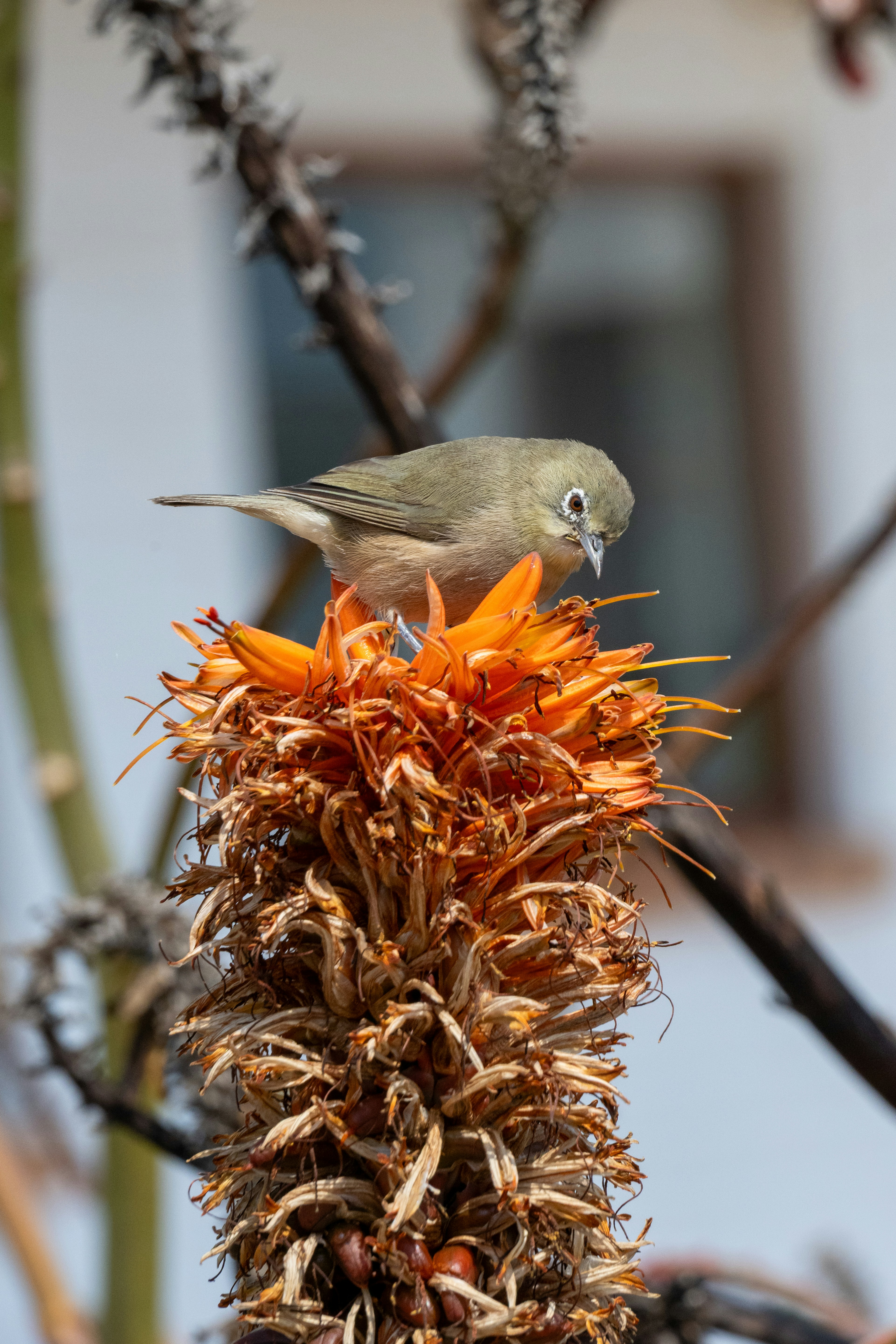 Nature's Nectar: A Feathered Forager's Delight