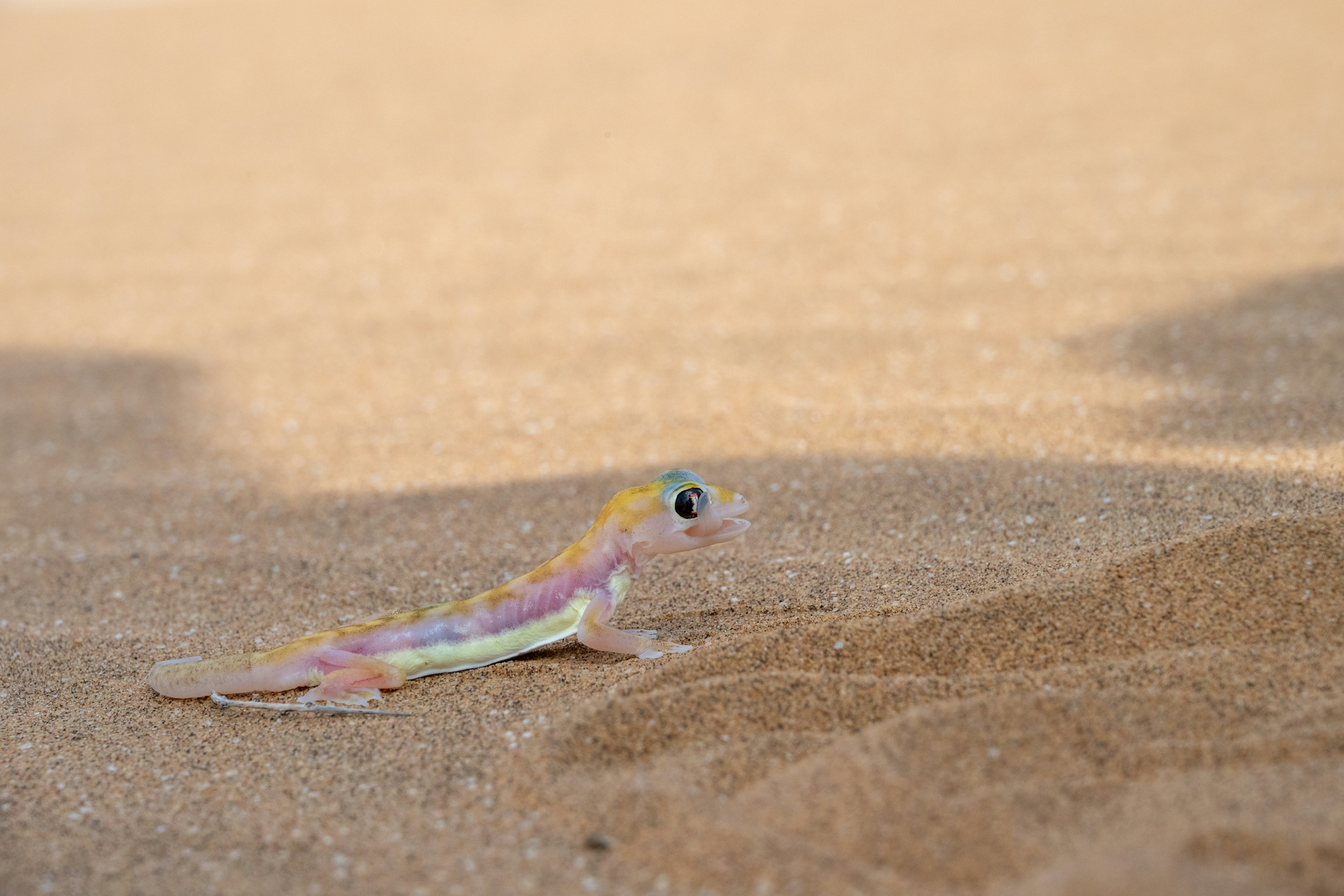 A vibrant lizard navigating the sandy terrain, showcasing its unique coloration and texture against a backdrop of fine grains. 