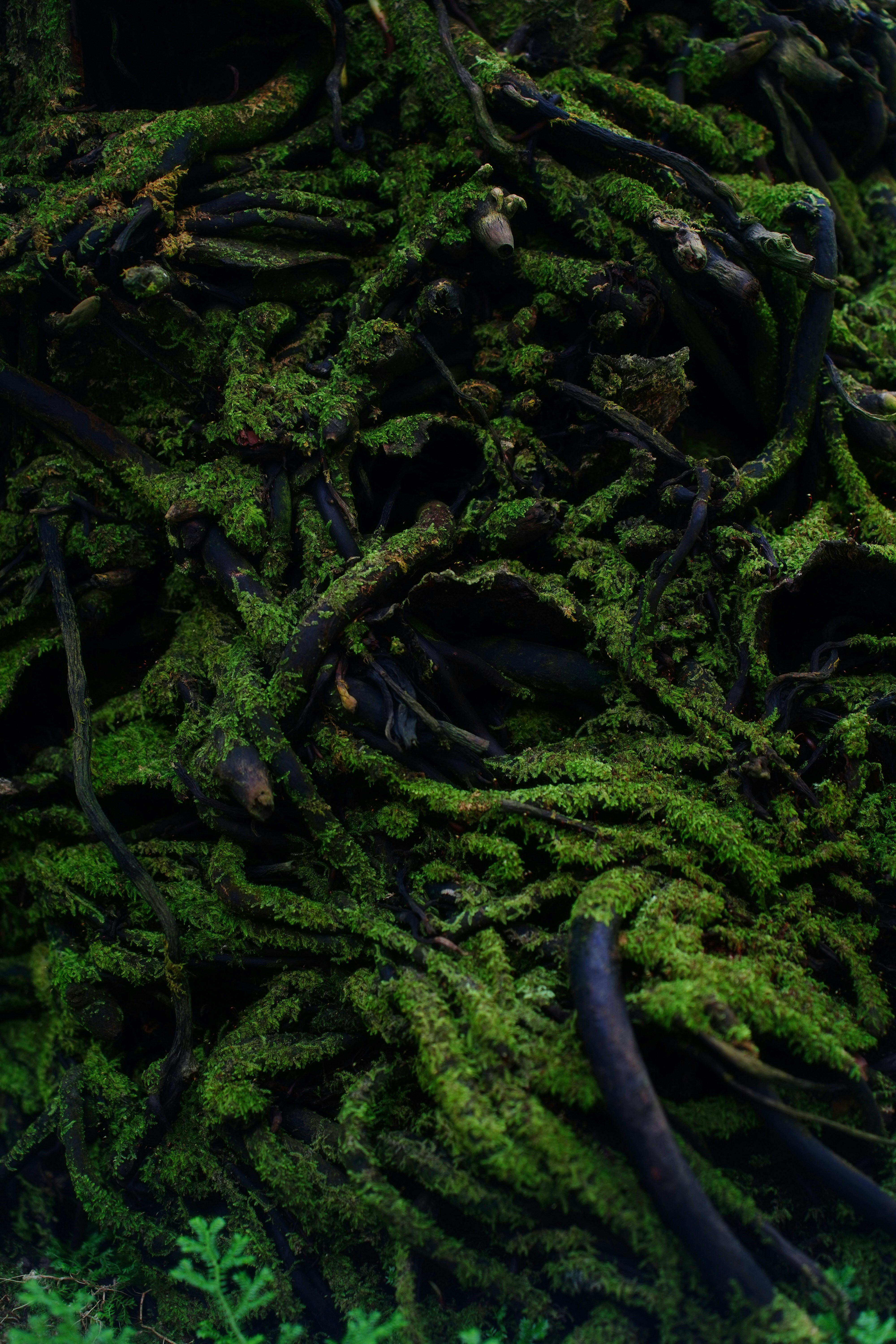Nature's Tapestry: The Intricacies of Forest Floor