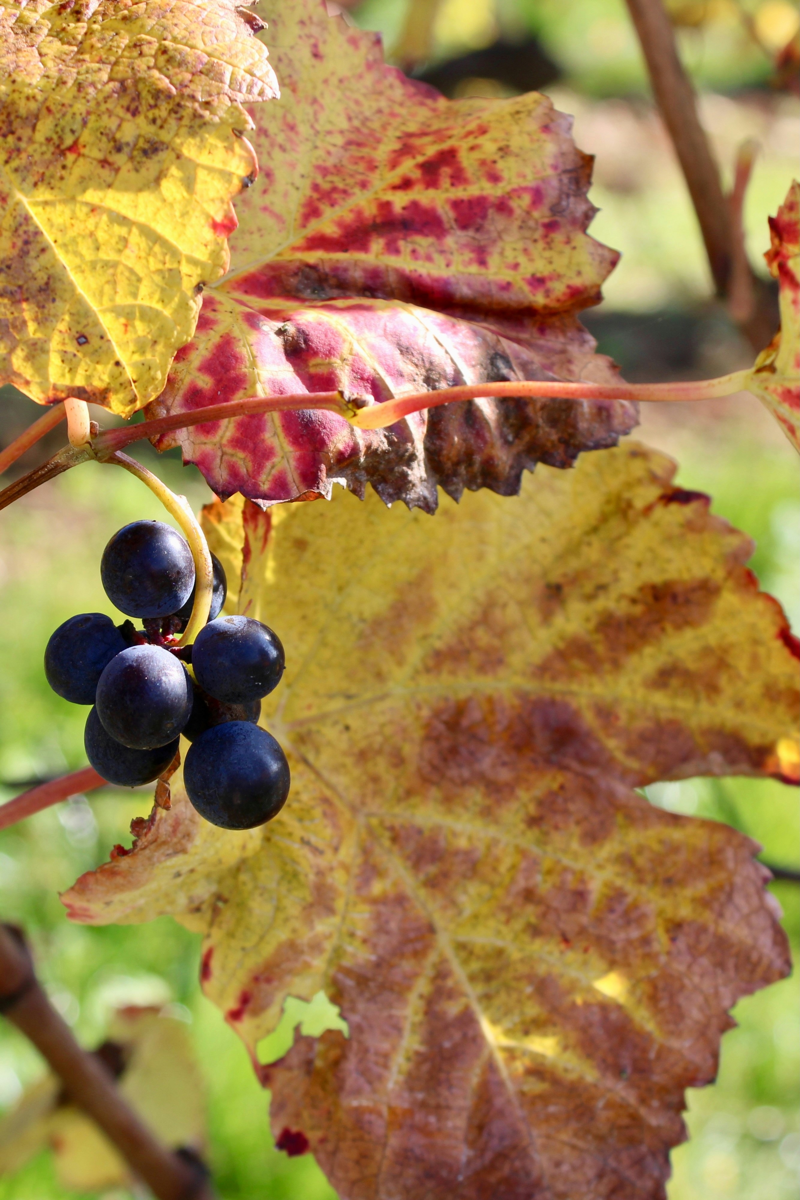 Dark grapes on a vine with autumn leaves