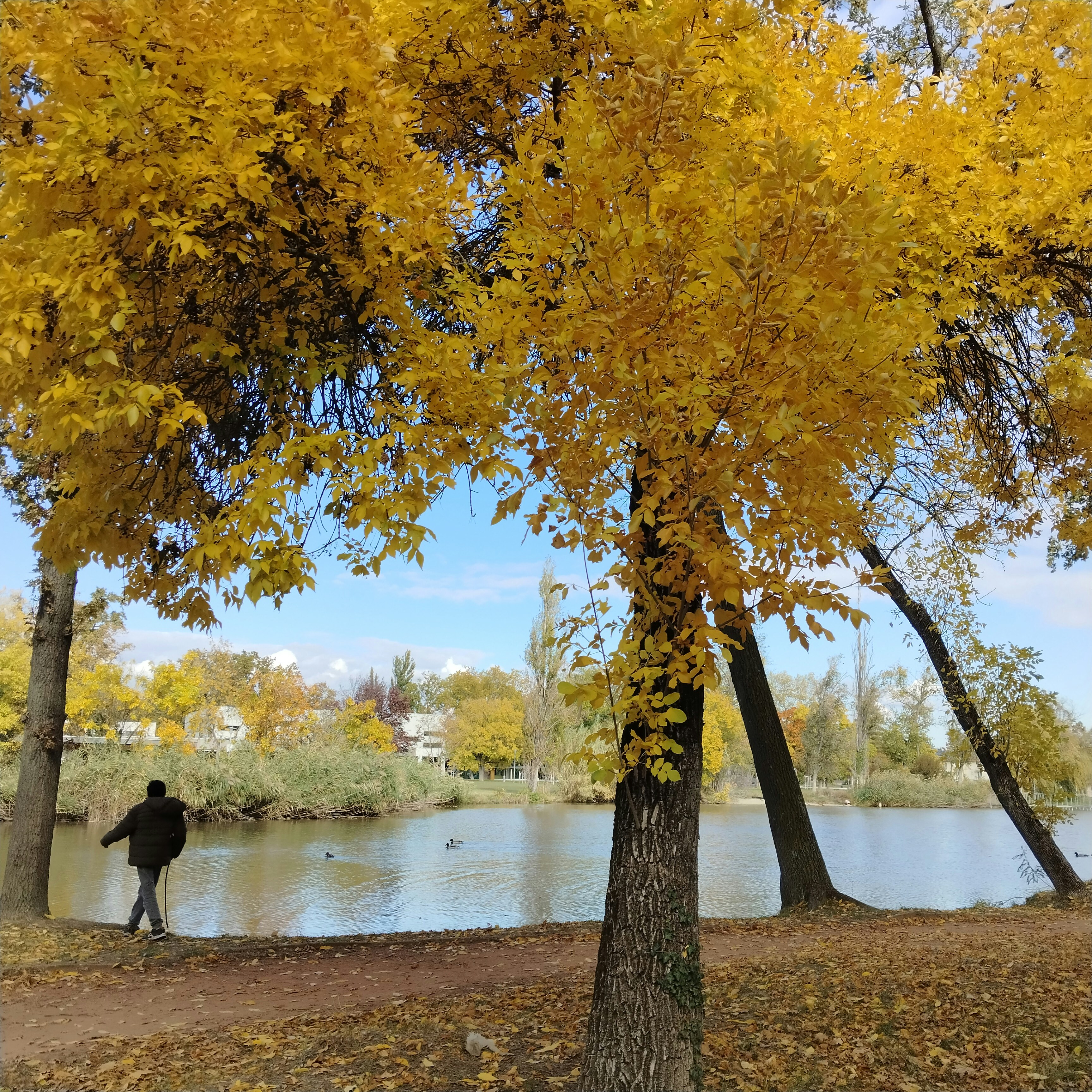 A serene lakeside scene framed by vibrant yellow foliage, with a solitary figure strolling along the water's edge. Ducks glide peacefully on the surface.
