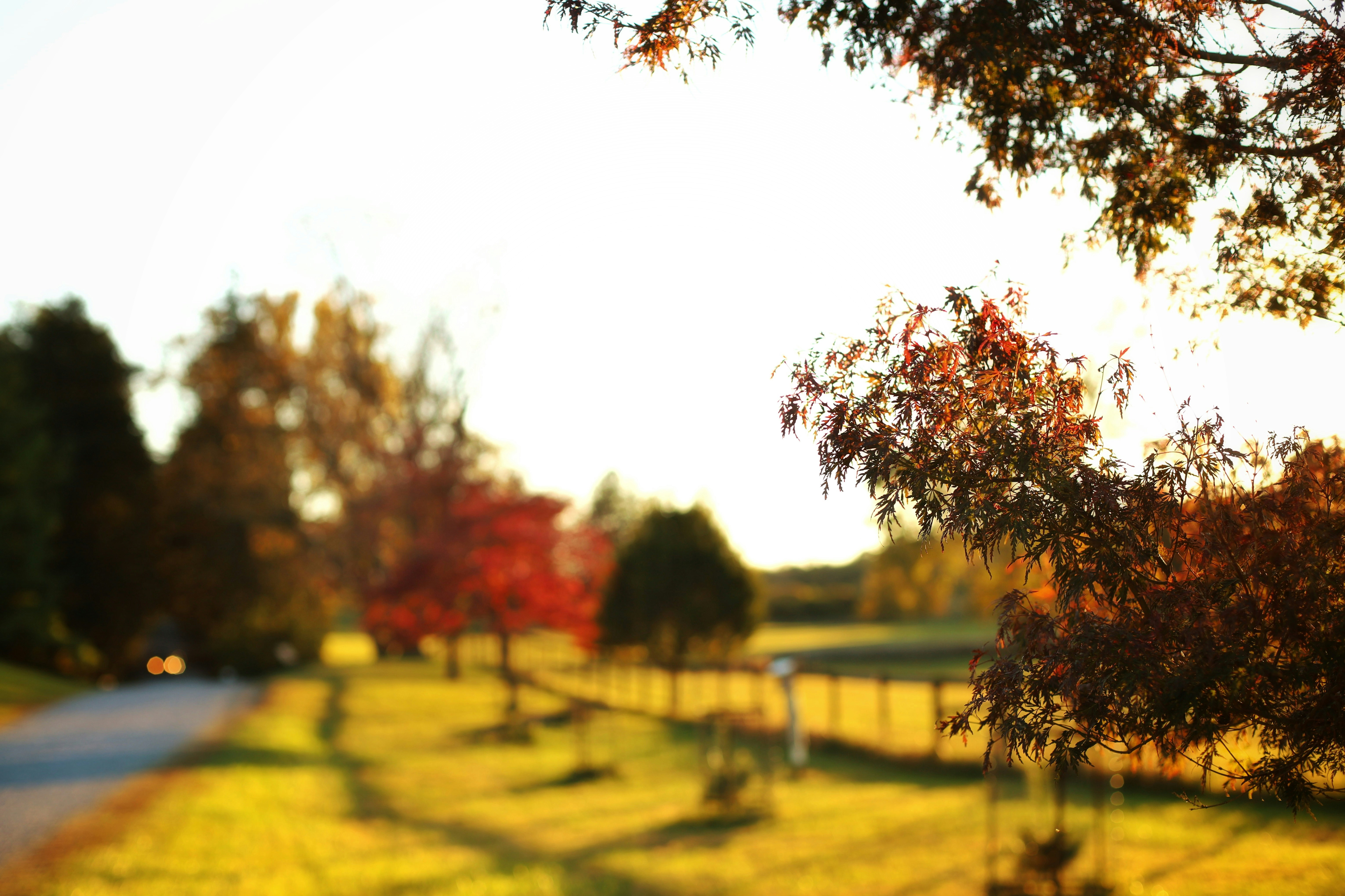 Autumn's Gentle Embrace