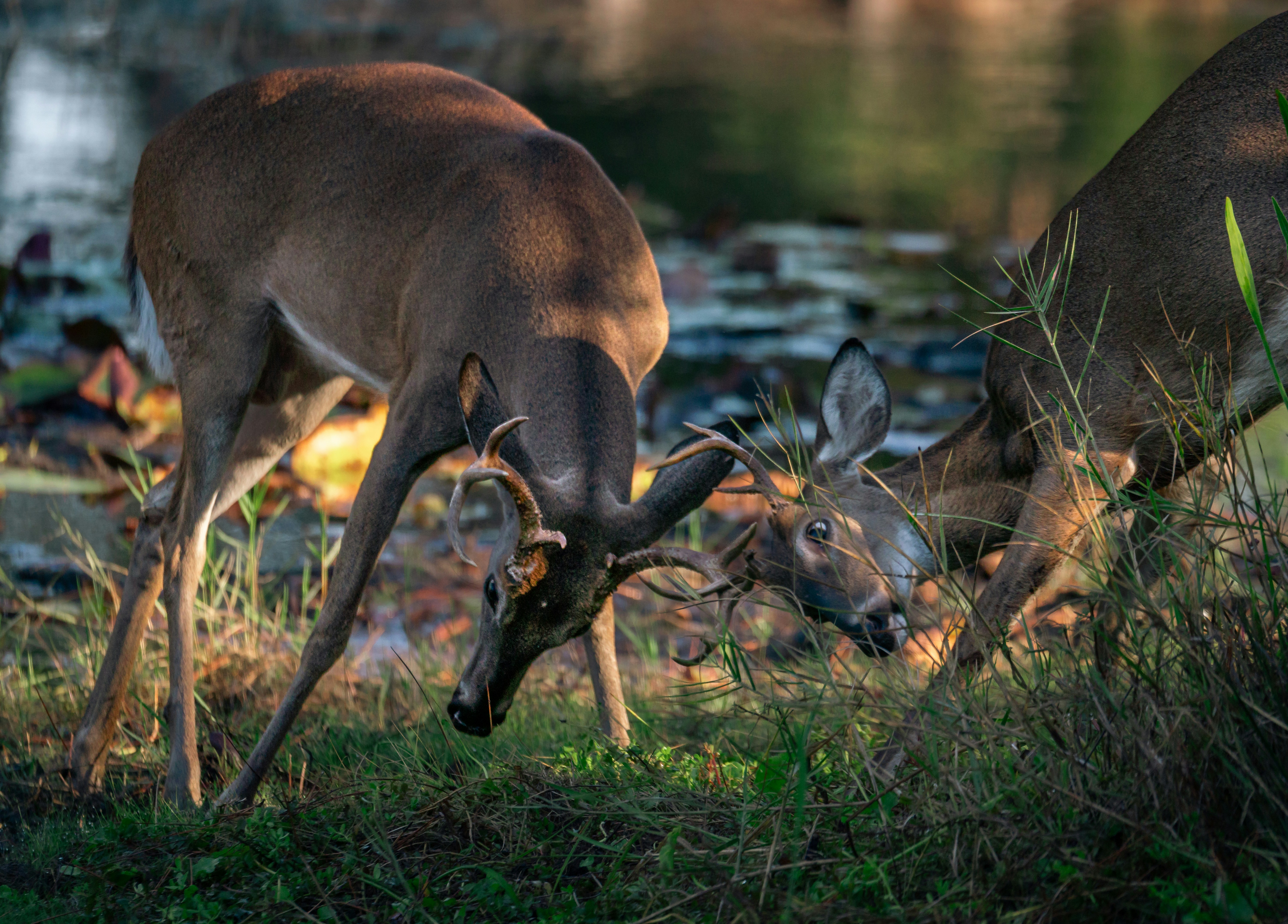 Whispers of the Wild: A Serene Encounter
