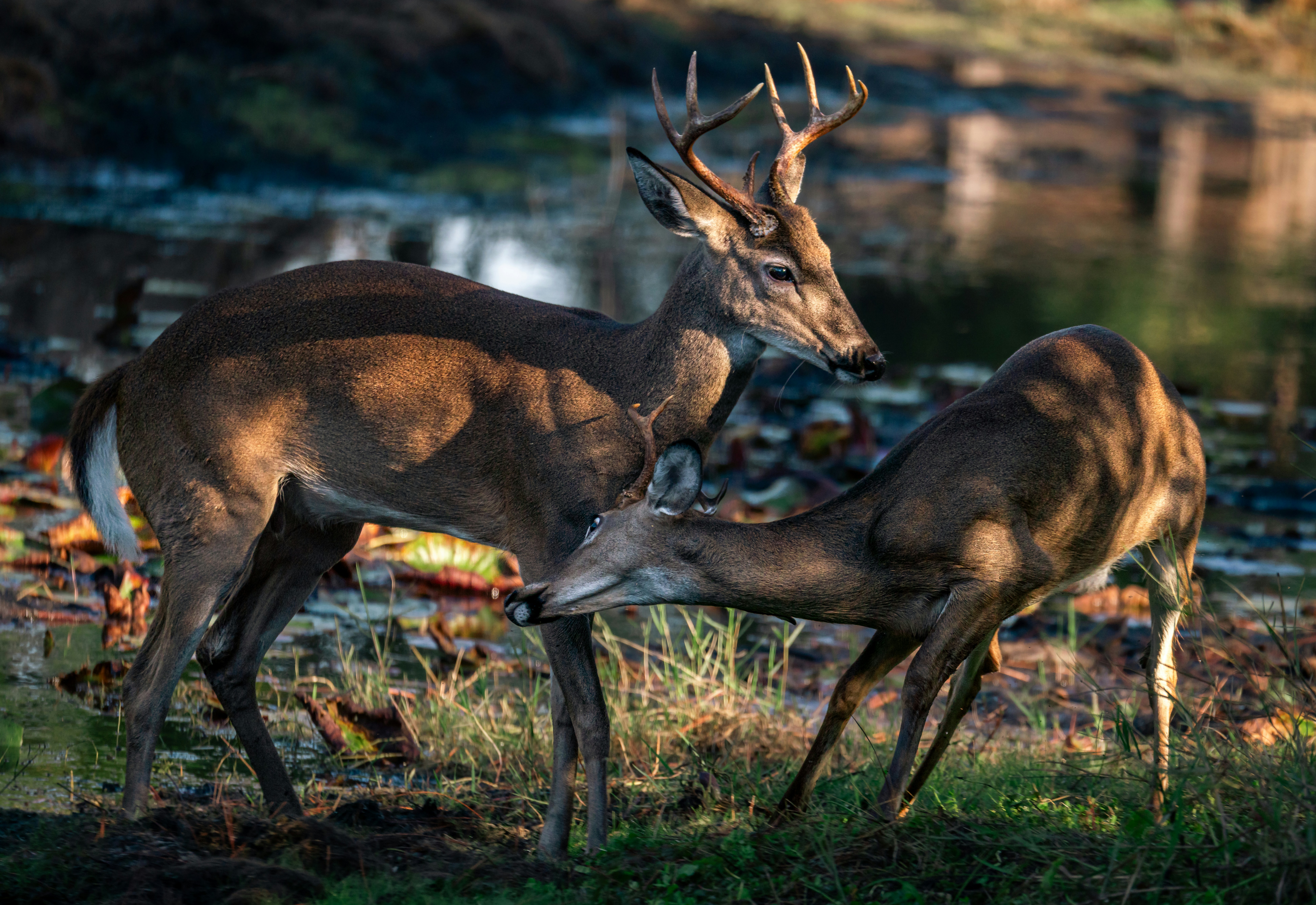 Gentle Interactions: A Moment Among Deer