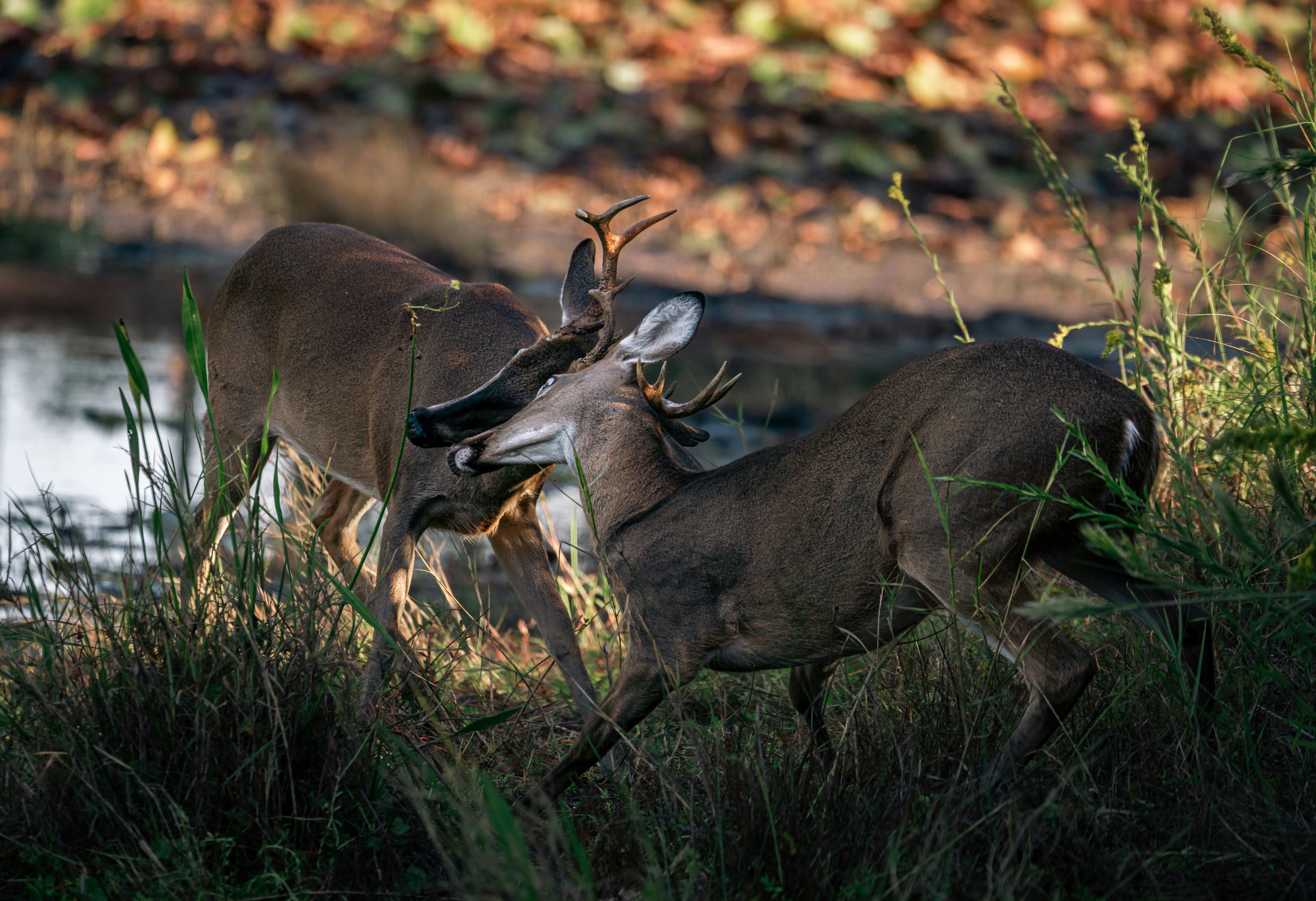 Two bucks engage in a spirited clash by the water's edge, surrounded by lush greenery and autumn foliage.