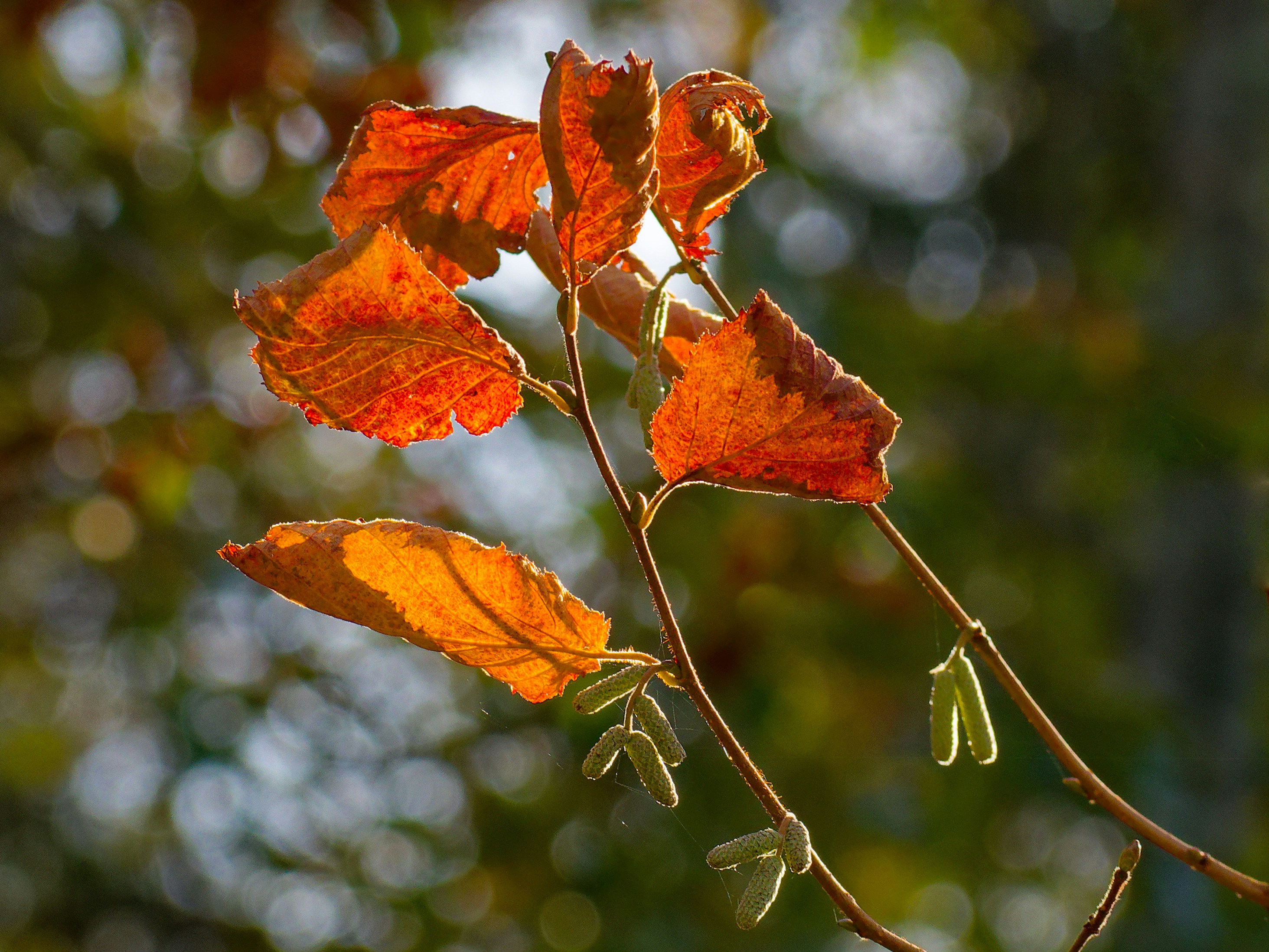 Autumn's Whisper: A Leafy Dialogue