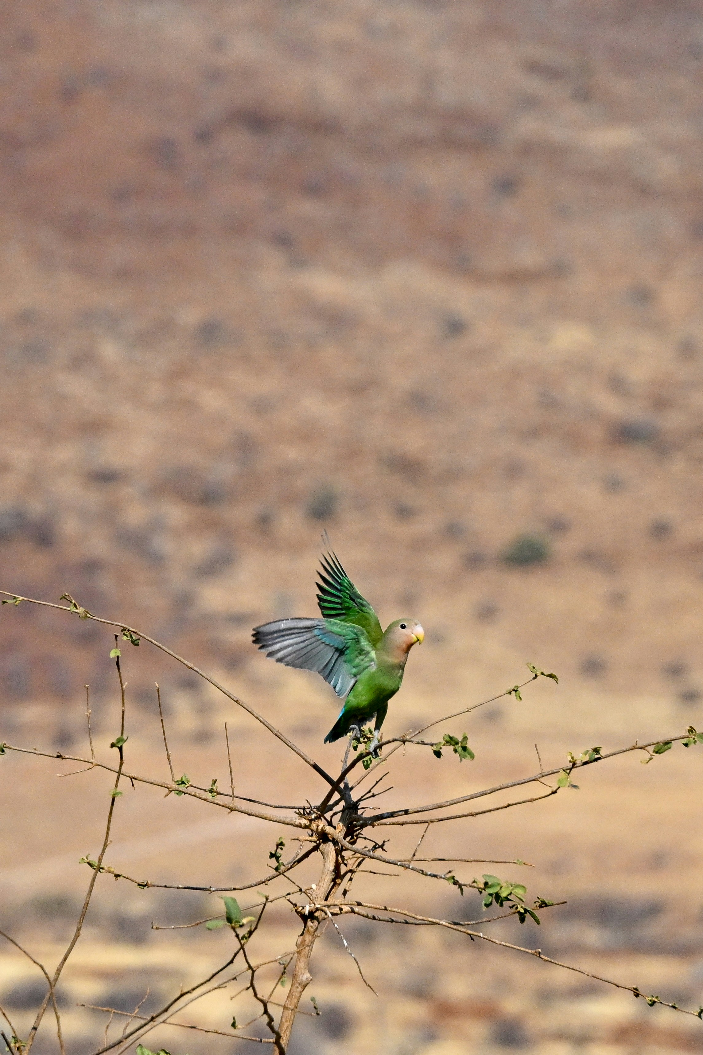 A green parrot perches on a tree branch