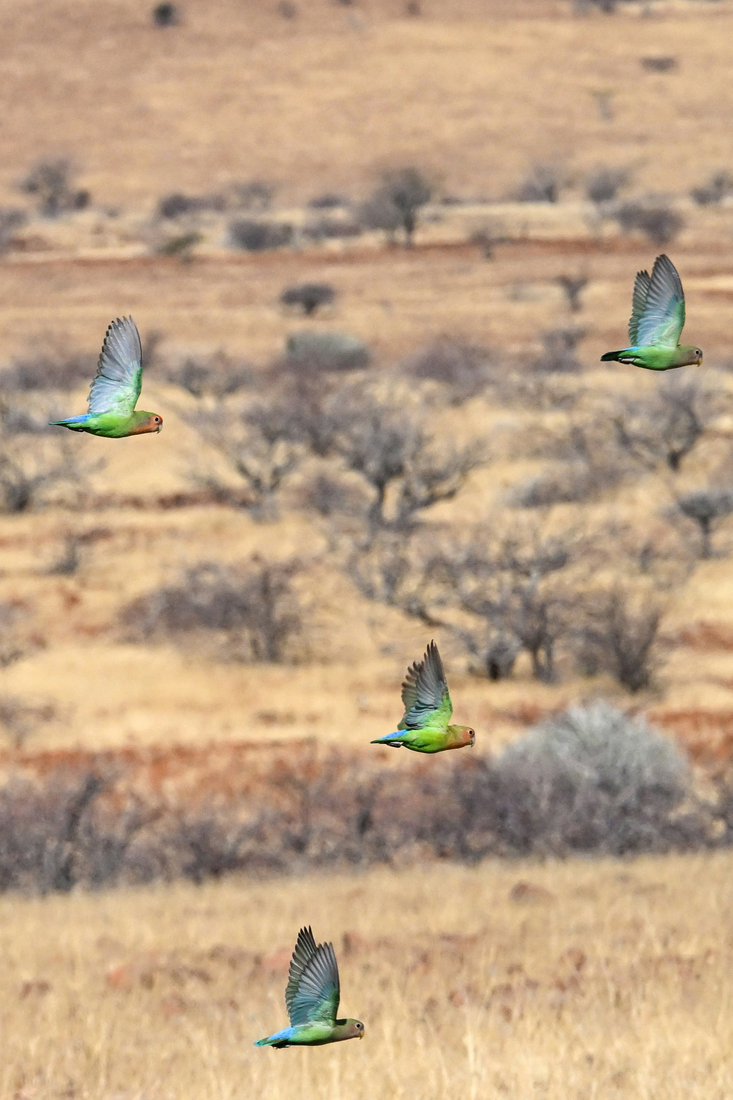 Emerald Wings over a Sunlit Savanna