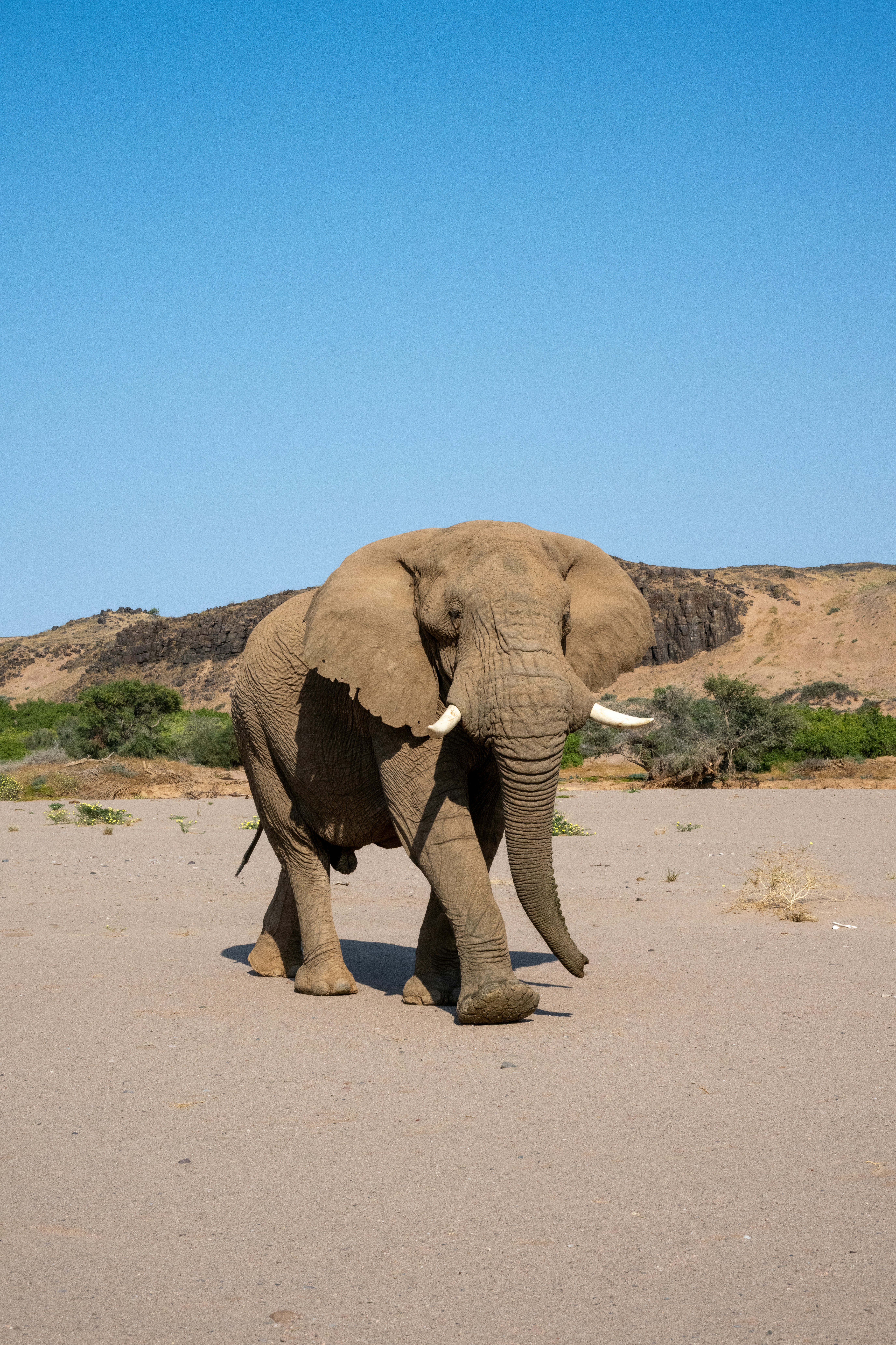 An elephant strides confidently across a sandy landscape under a clear blue sky, showcasing its grandeur and strength.