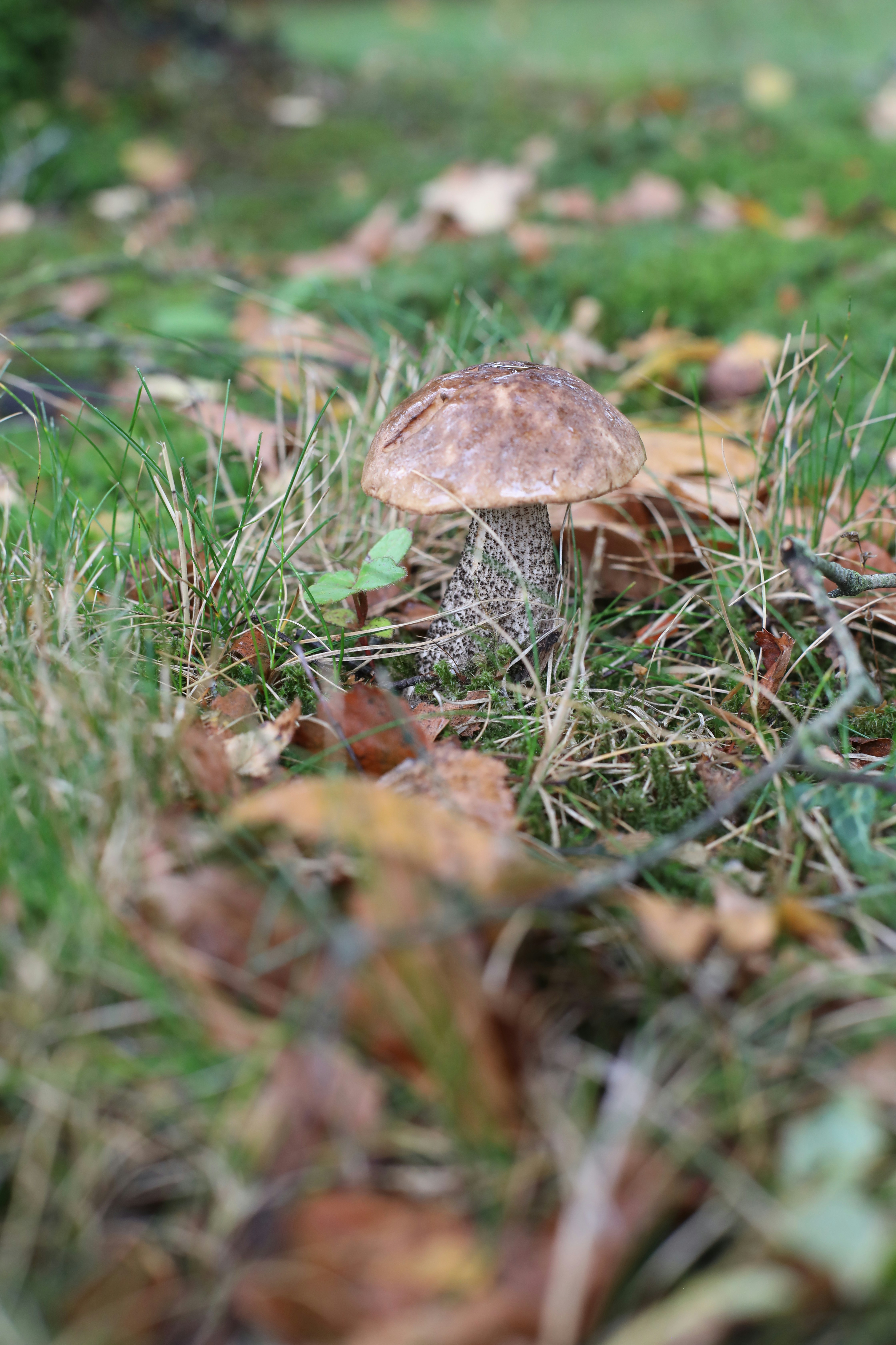 A solitary mushroom emerges from a bed of fallen leaves and grass, showcasing intricate textures and earthy tones.
