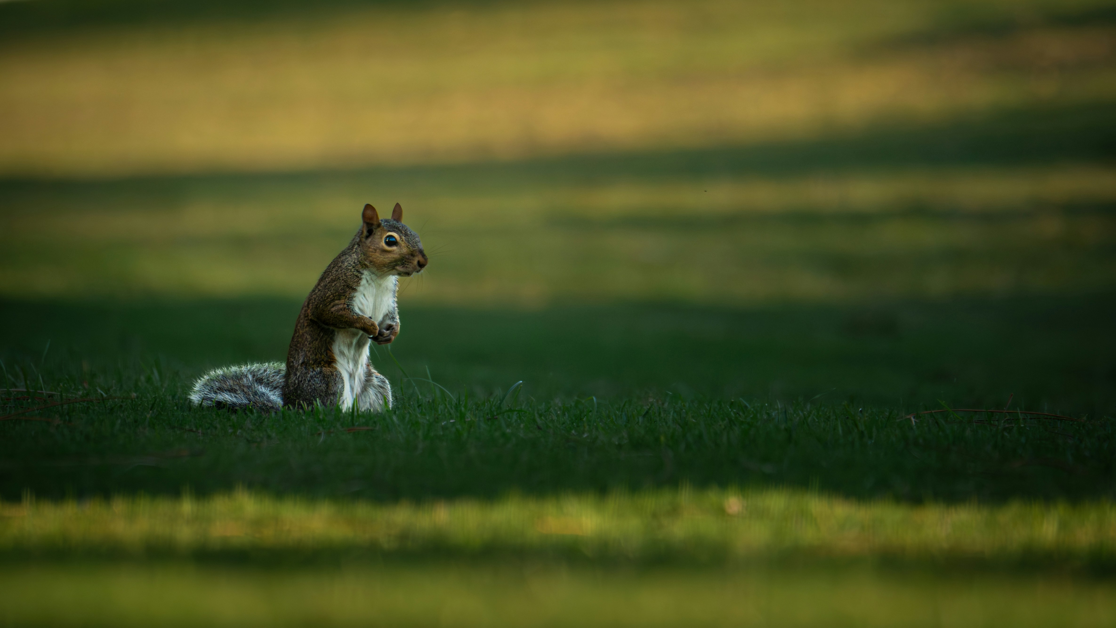 Quiet Meadow Moment: Squirrel at the Edge of Light
