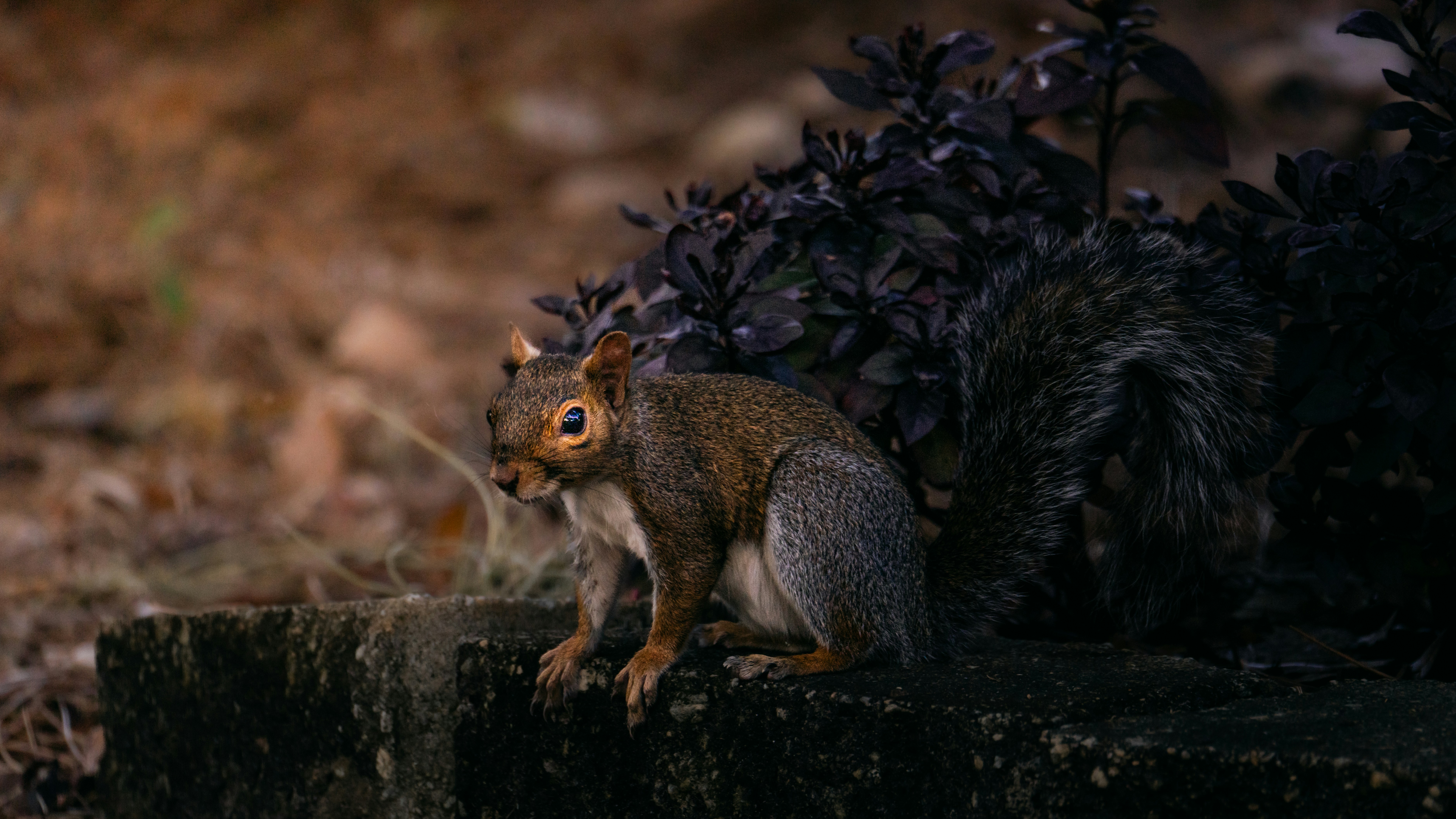Whiskered Watcher: A Squirrel's Serenade