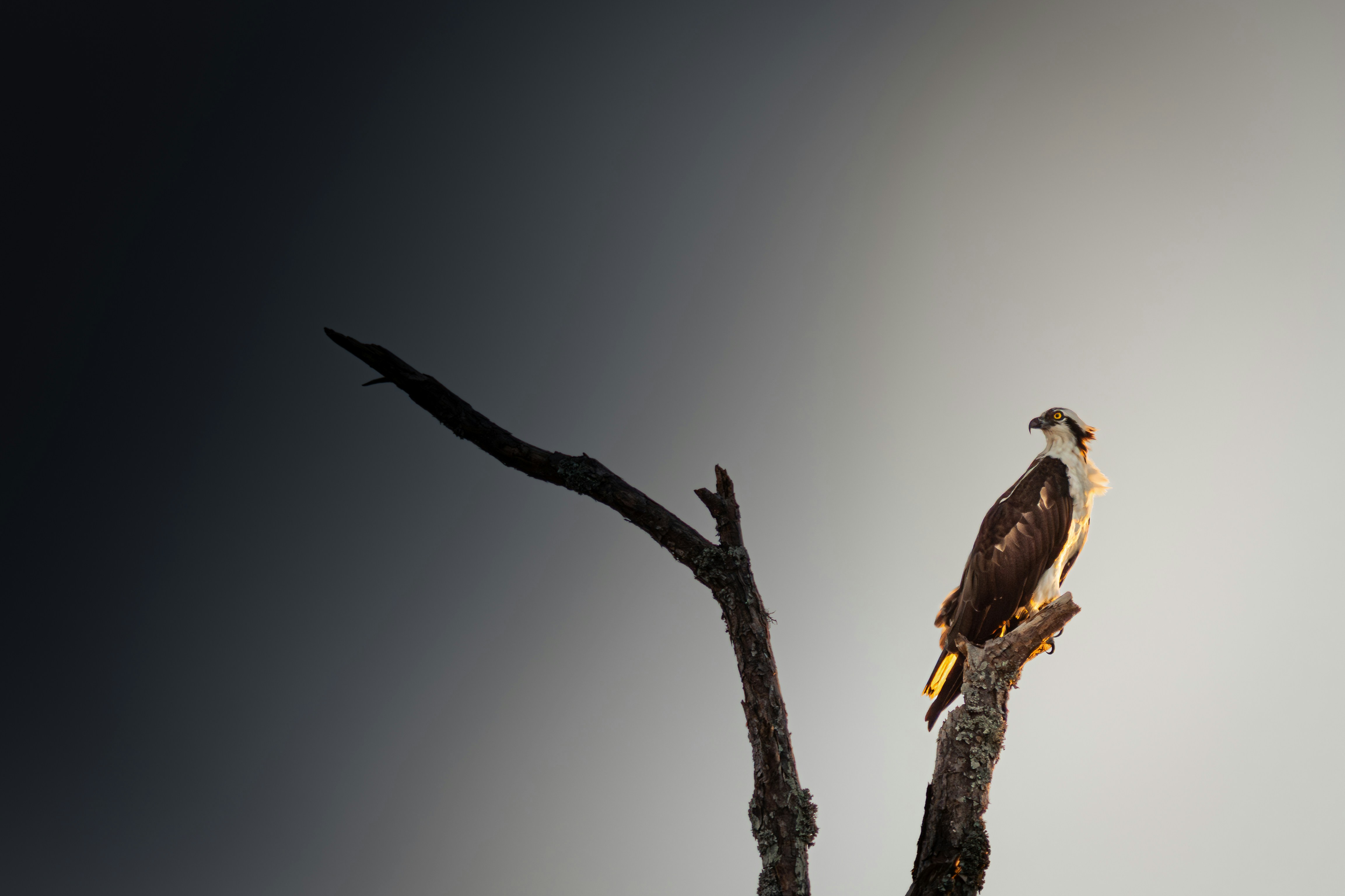 An osprey perches on a dead tree branch.