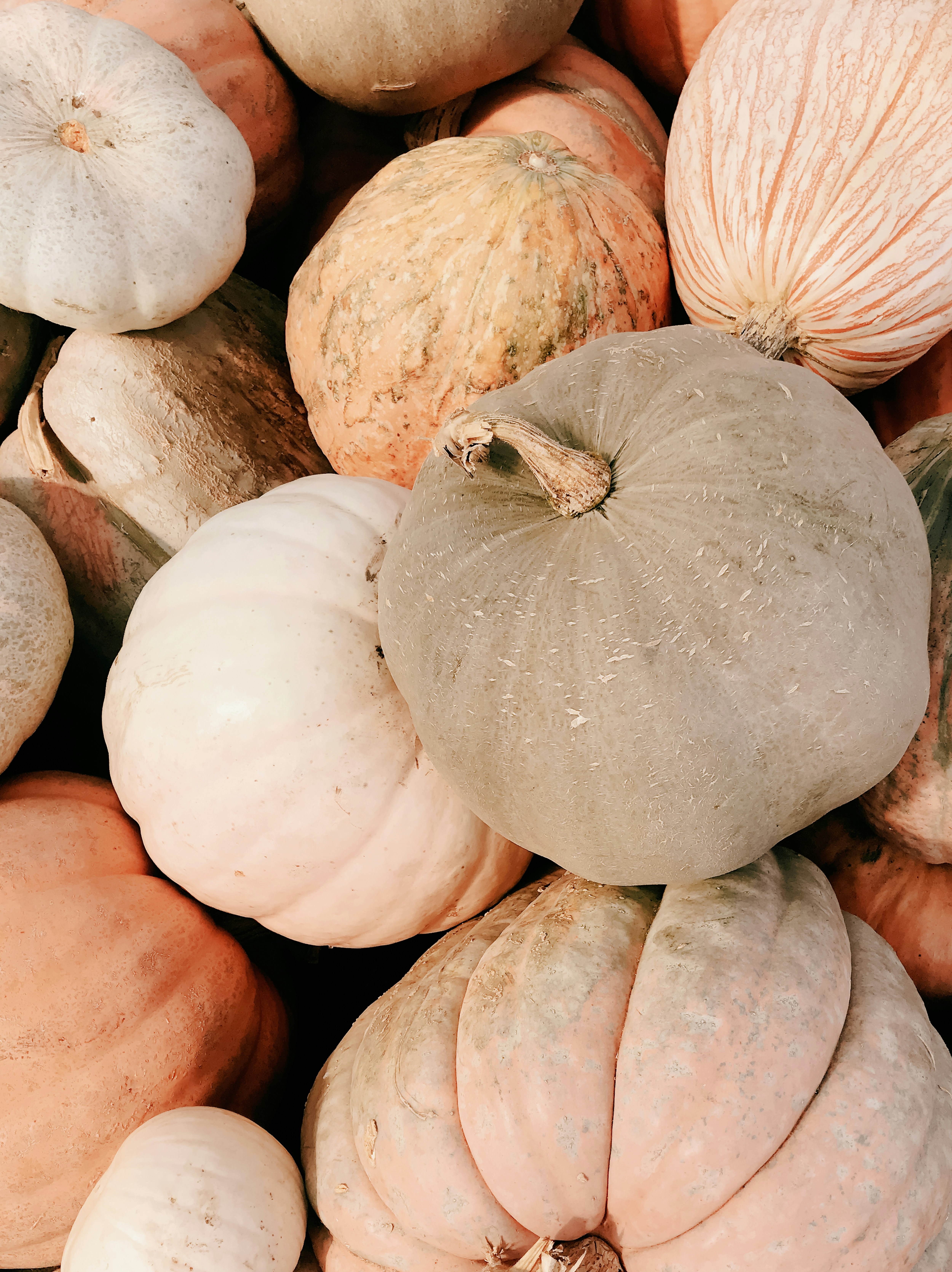 Pastel Pumpkins | A pile of various colored pumpkins and textured pumpkins