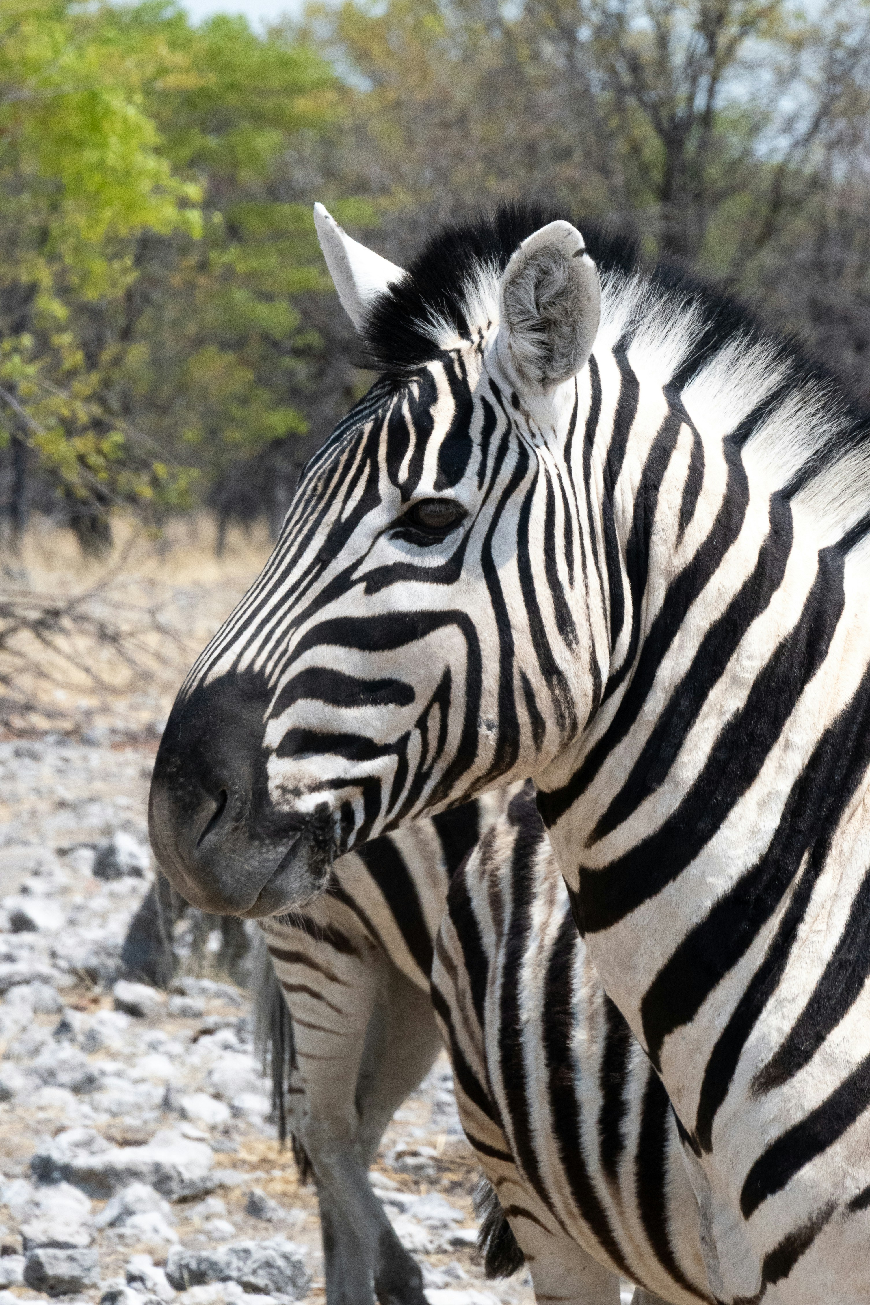 A close-up of a zebra in a dry, rocky landscape.