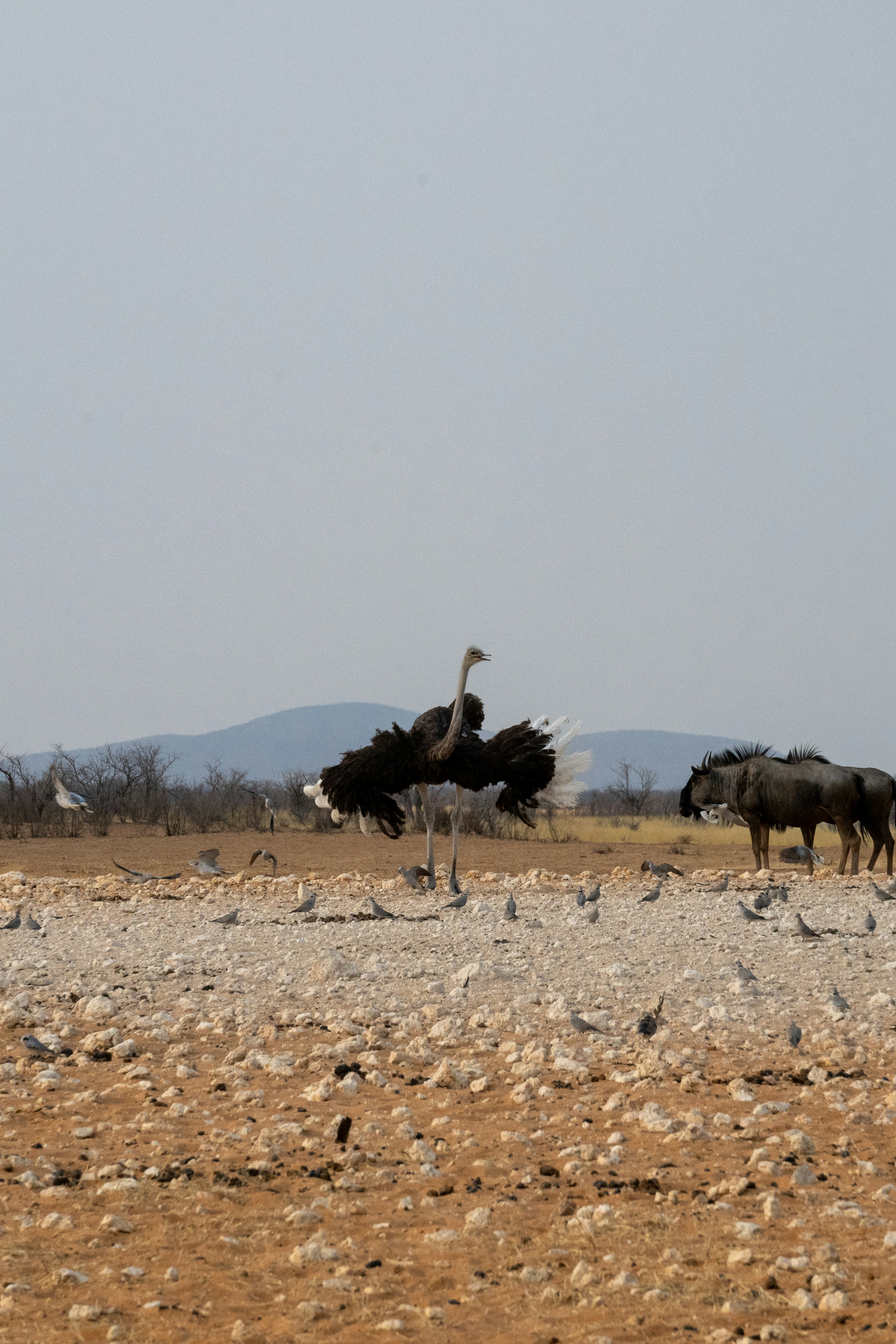An ostrich displaying its plumage amidst a gathering of birds and wildebeests in a dry landscape.
