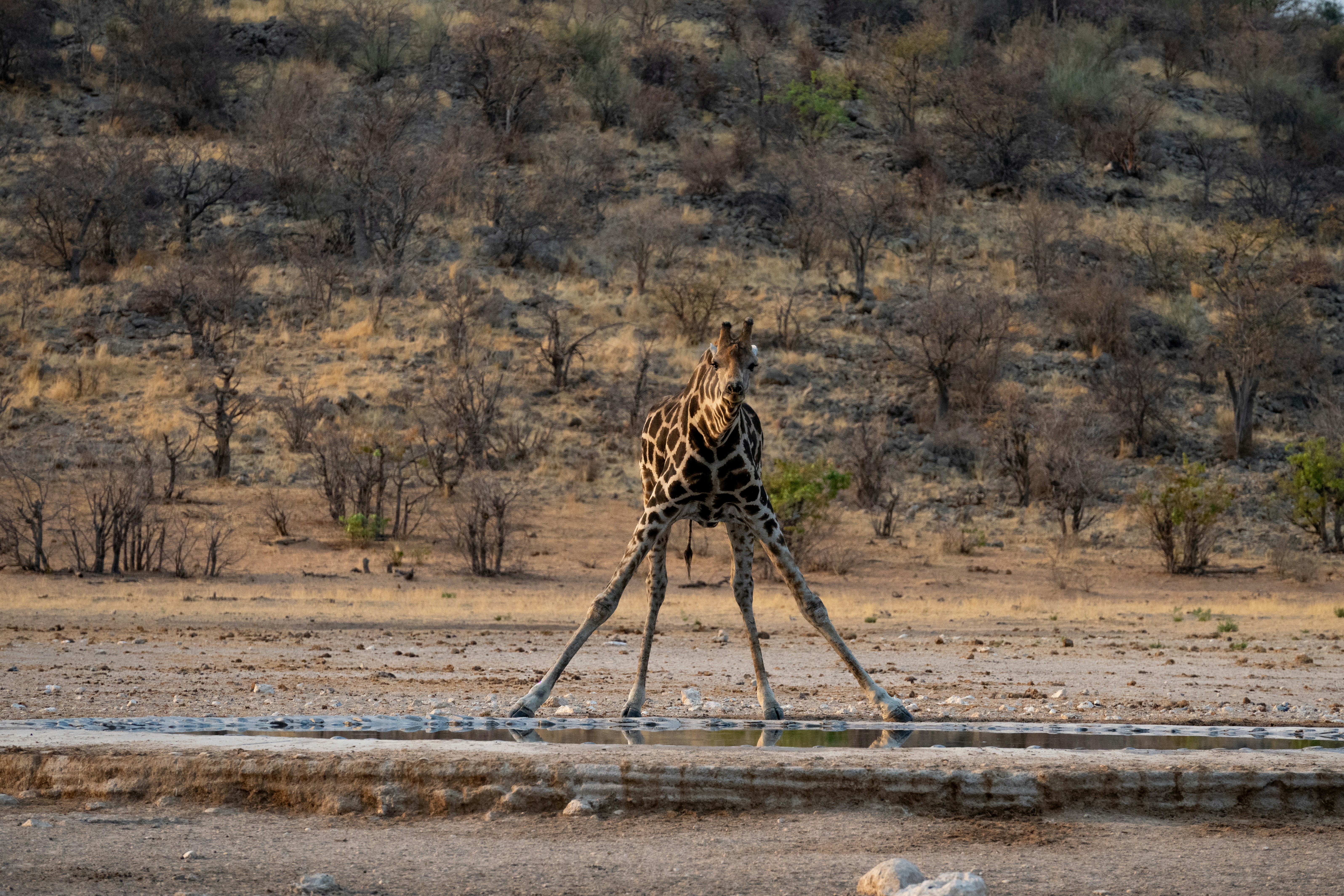 A giraffe bends down to drink water