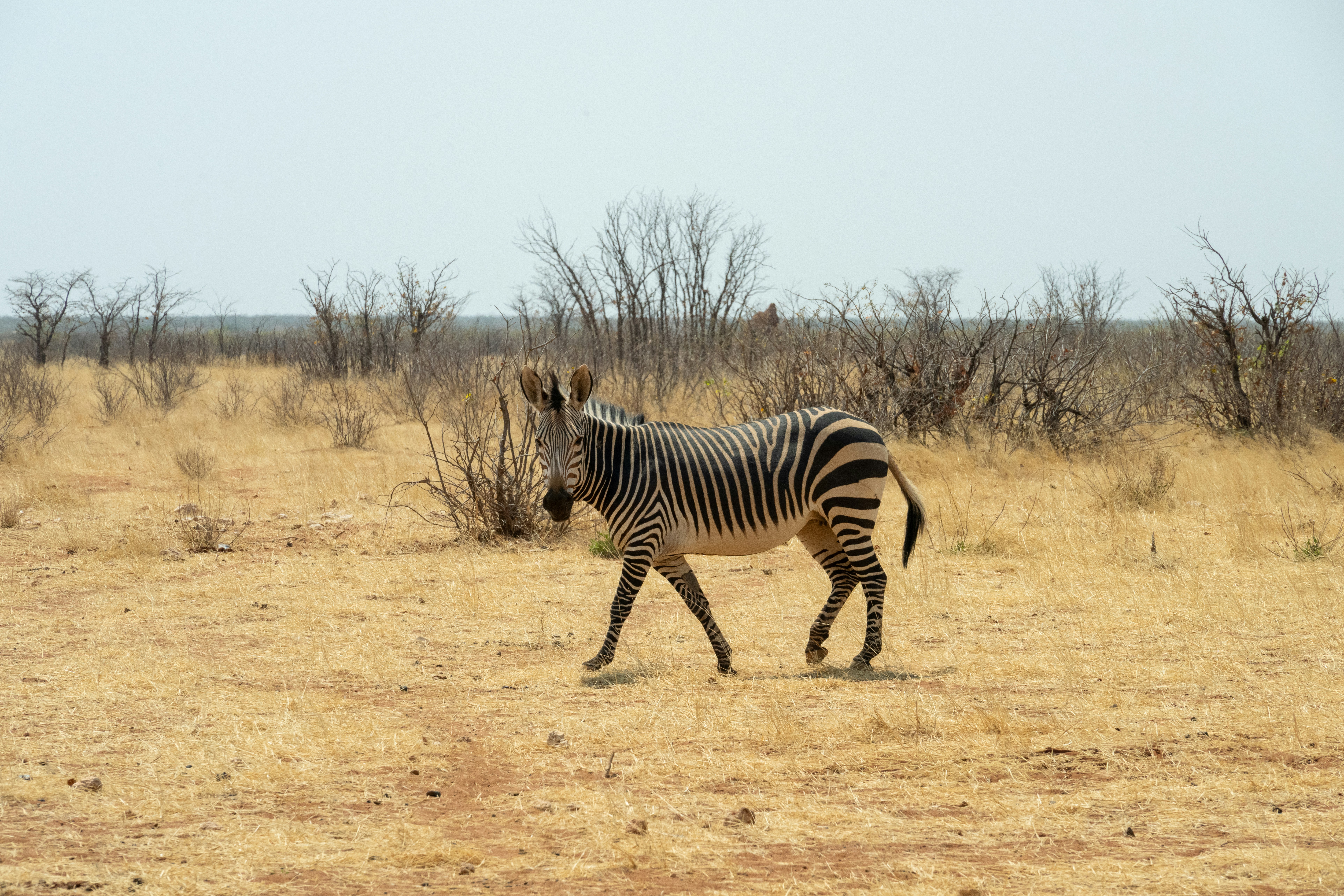 A zebra walks across a dry, grassy savanna.