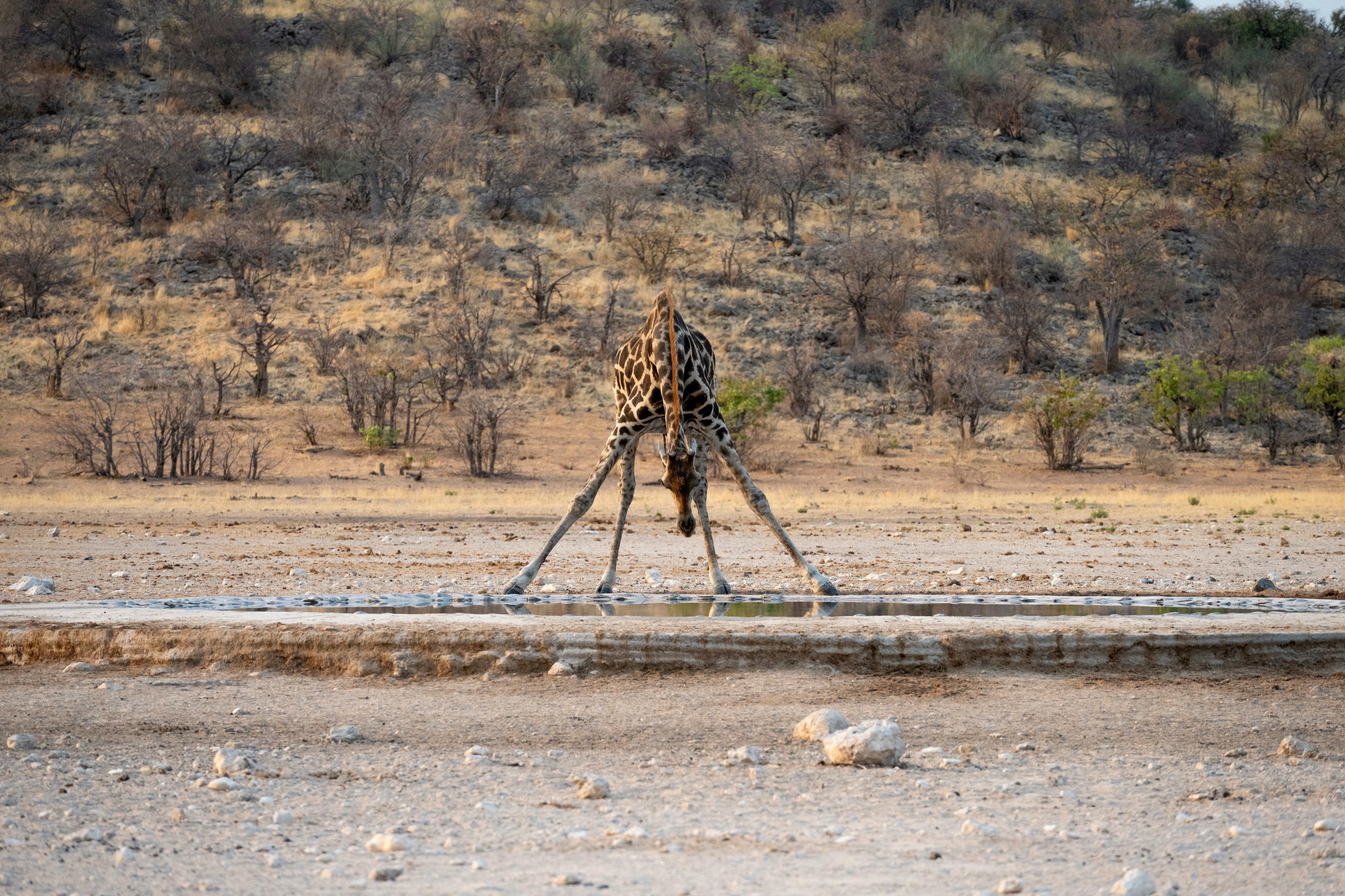 Graceful Giraffe at the Watering Hole