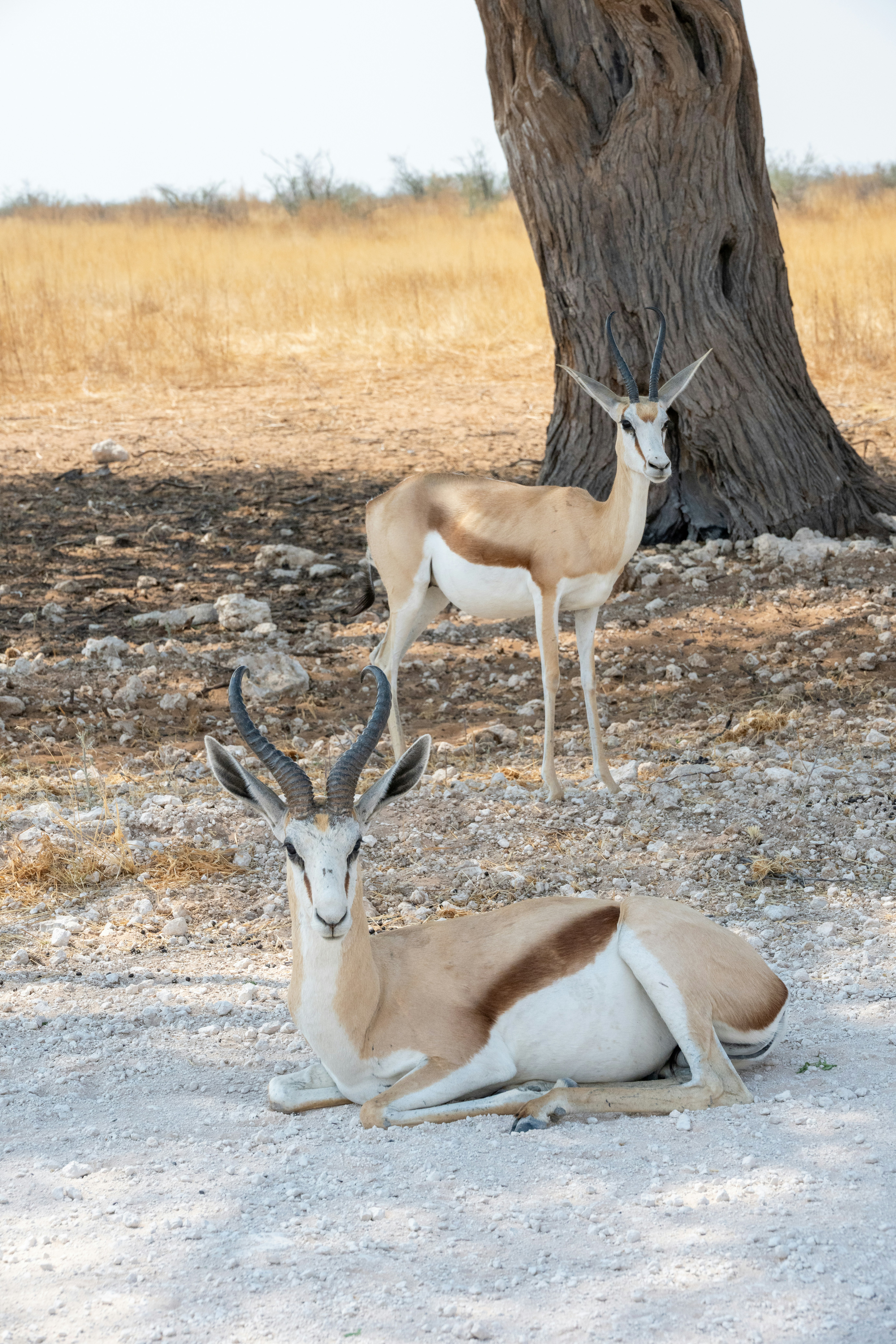 Two springbok resting under a tree in the dry grasslands. The foreground features one springbok lying down while the other stands alert.