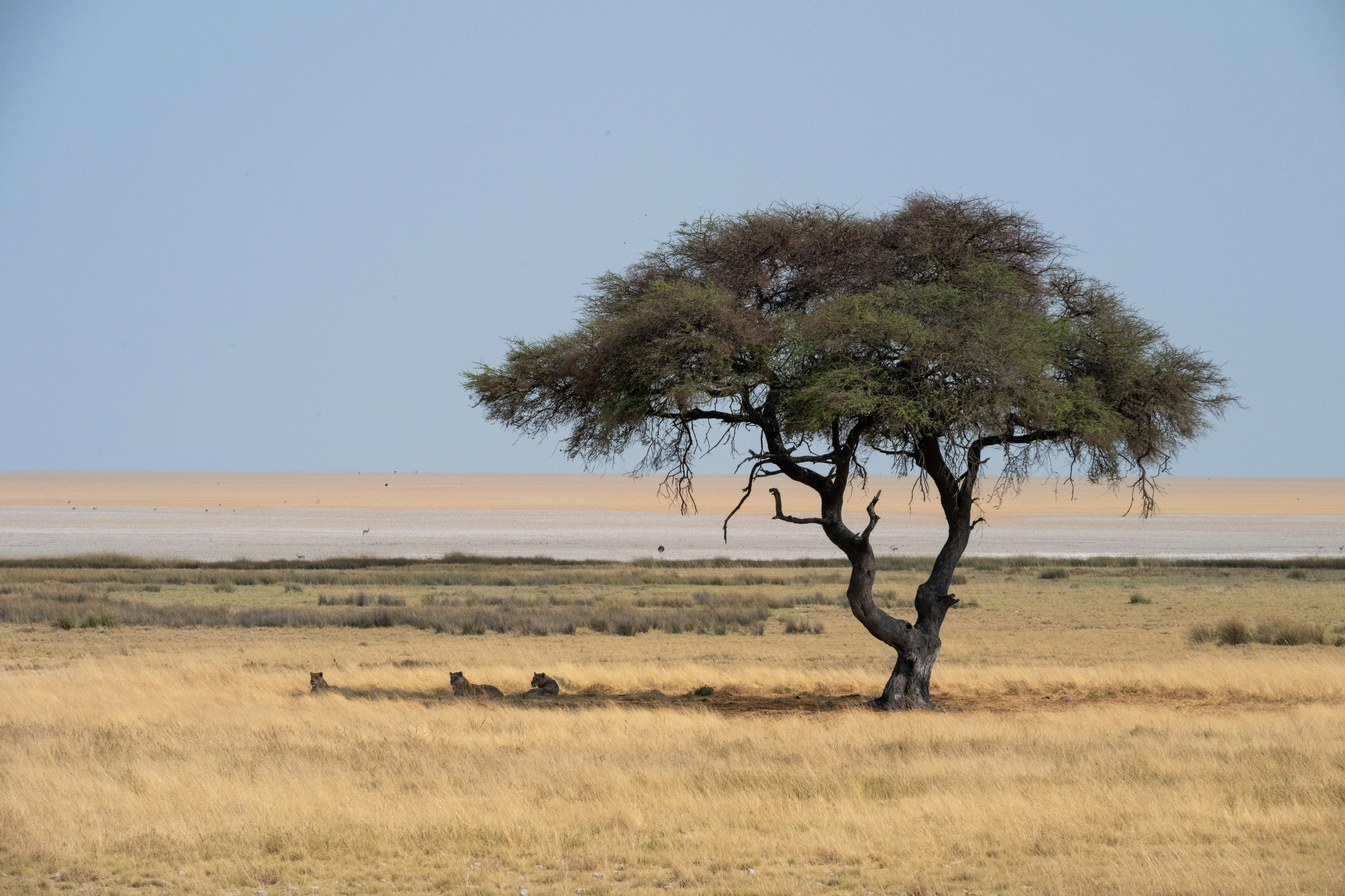 Solitary acacia tree in a dry savanna landscape.