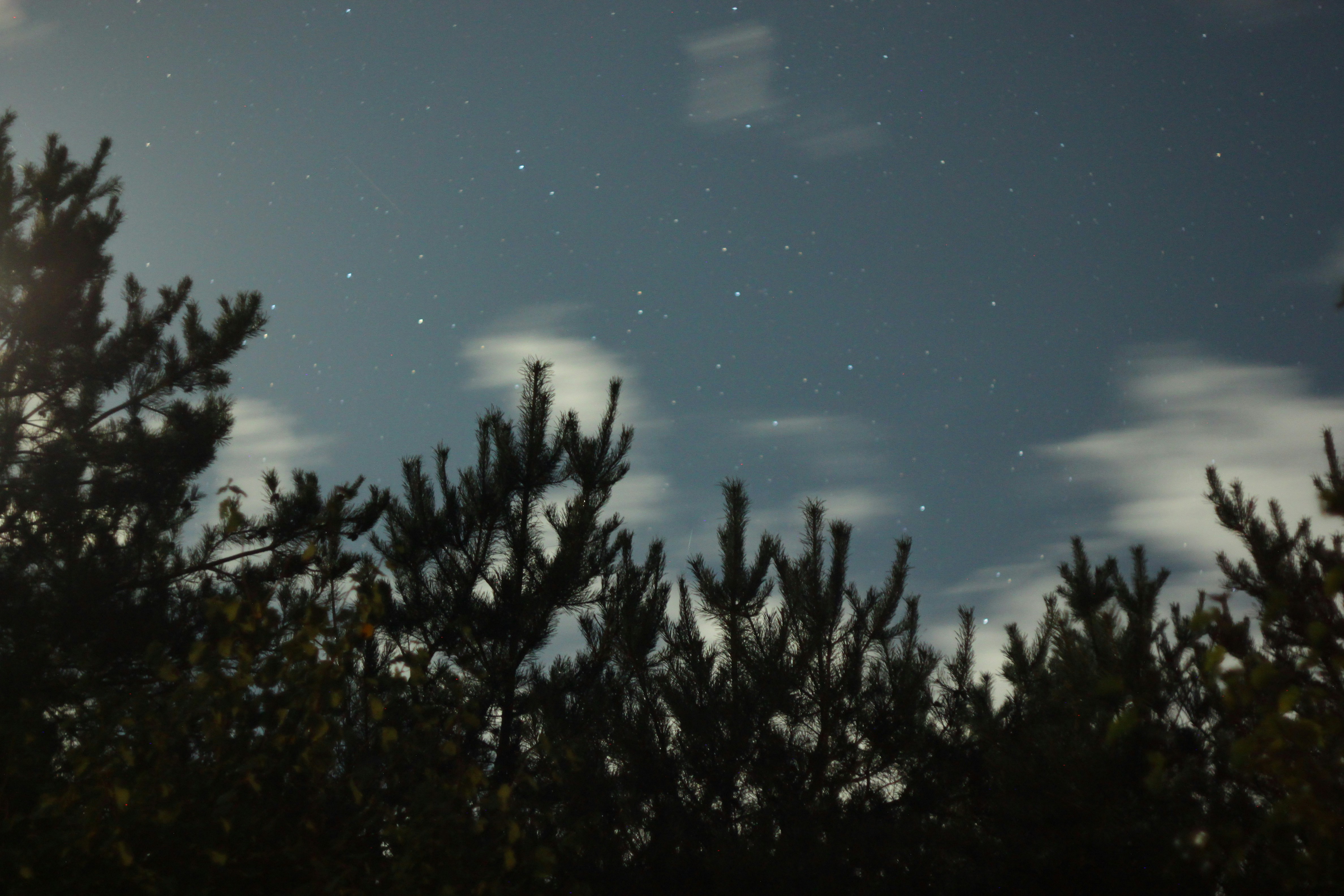 Whispers of the Night Sky