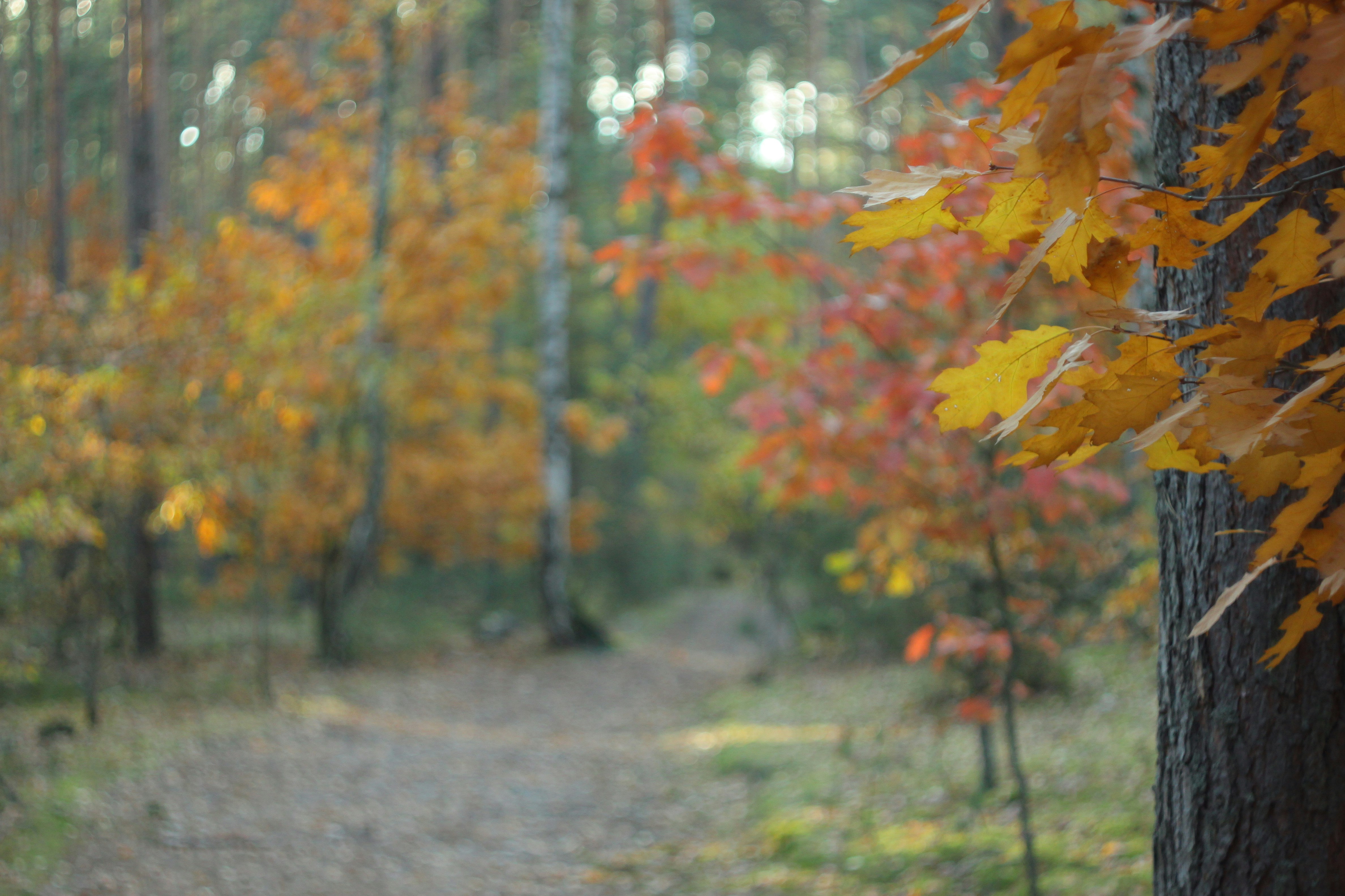 Vibrant autumn leaves frame a winding forest path, inviting exploration through a canopy of warm colors. The soft focus enhances the serene atmosphere.