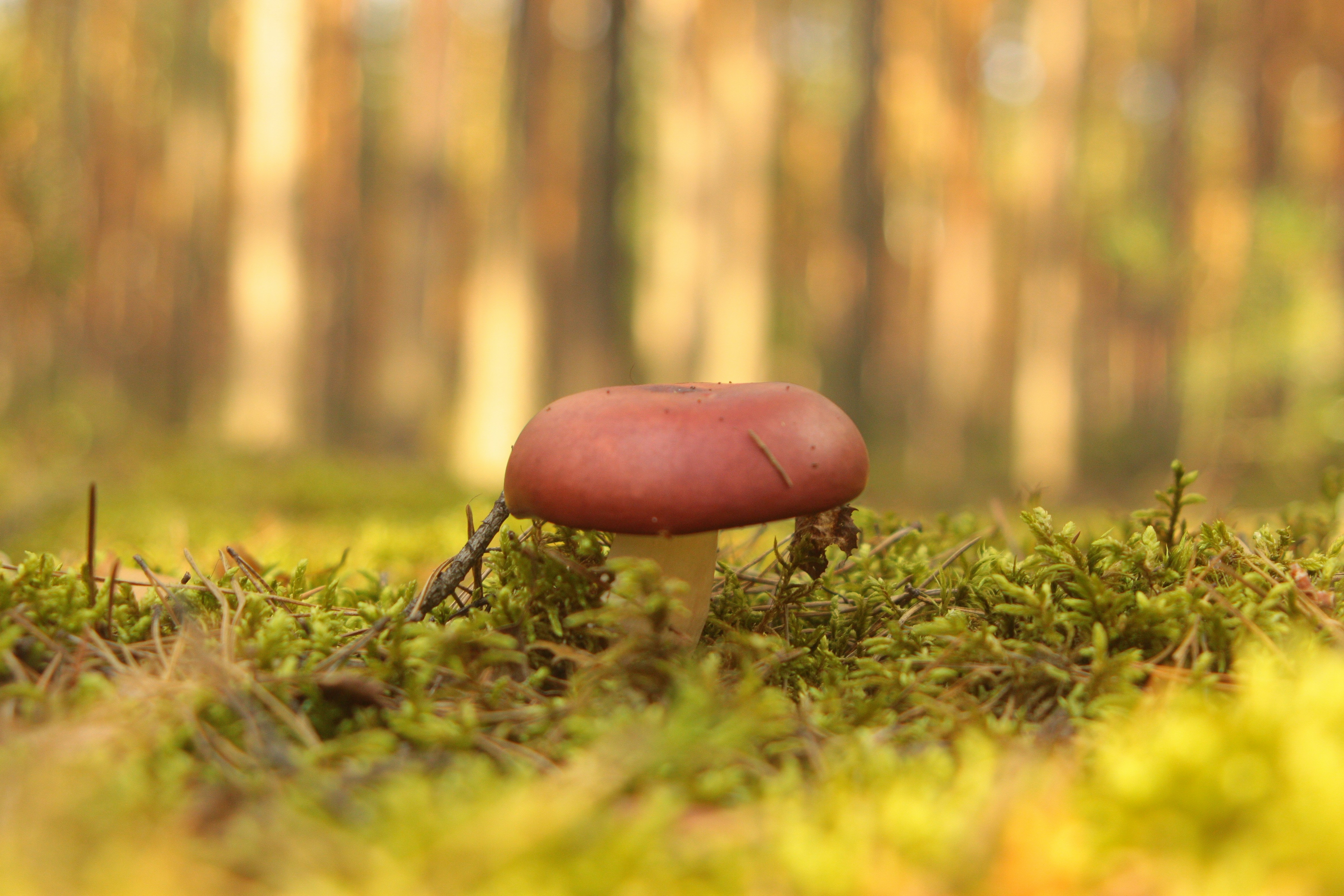 Whispers of the Forest Floor