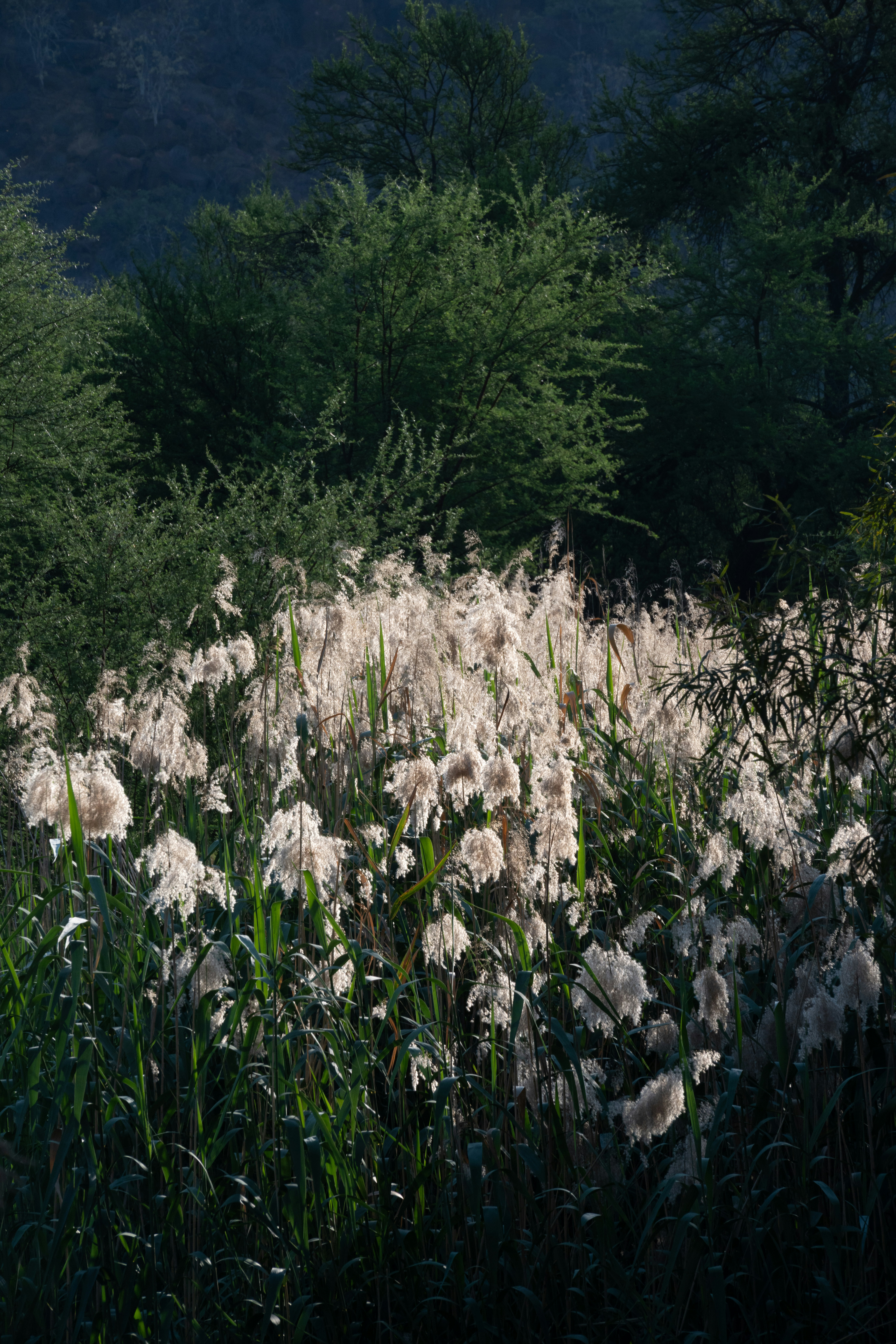 Tall reeds with fluffy seed heads in sunlight