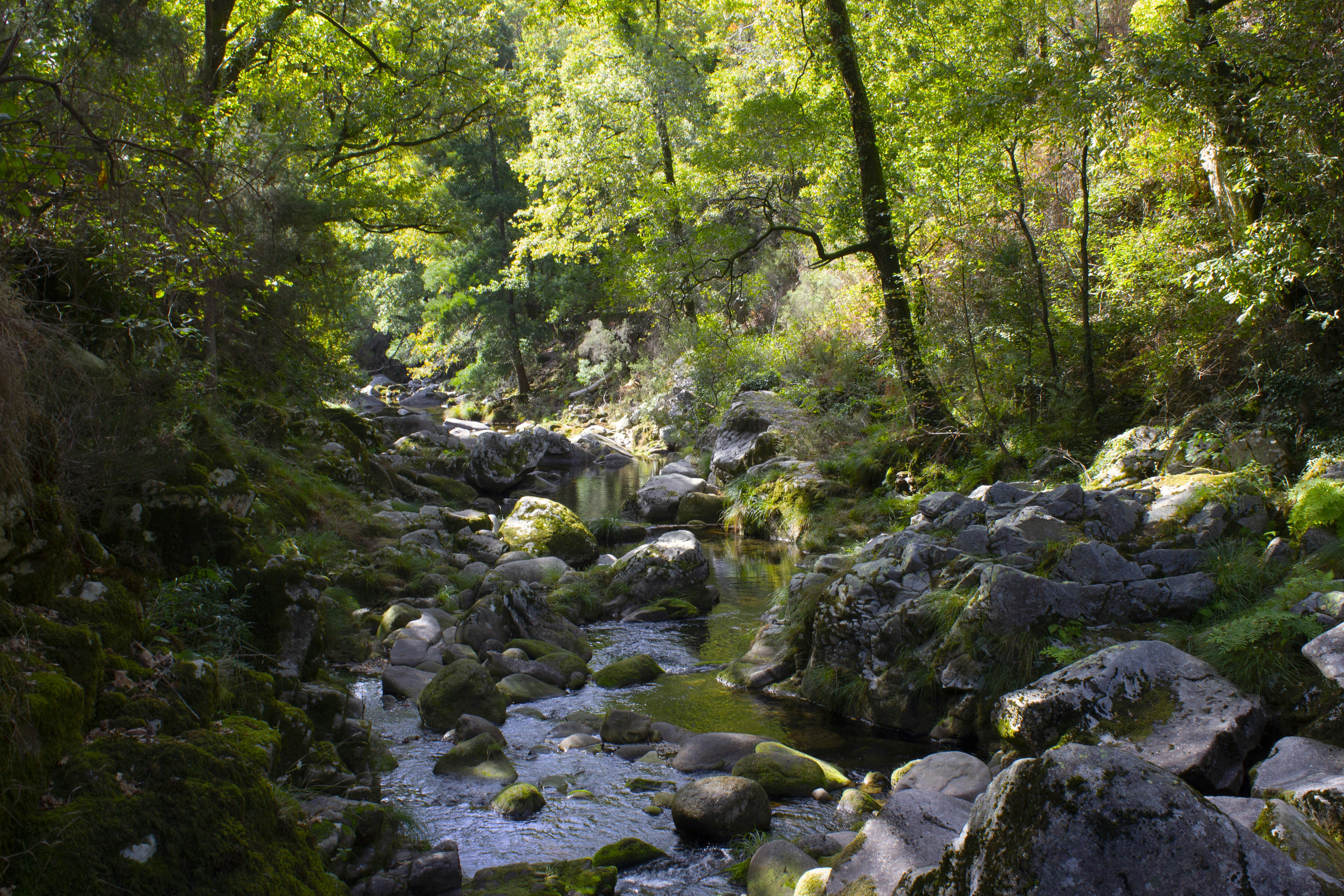 Beautiful River | A rocky stream flows through a sun-dappled forest.