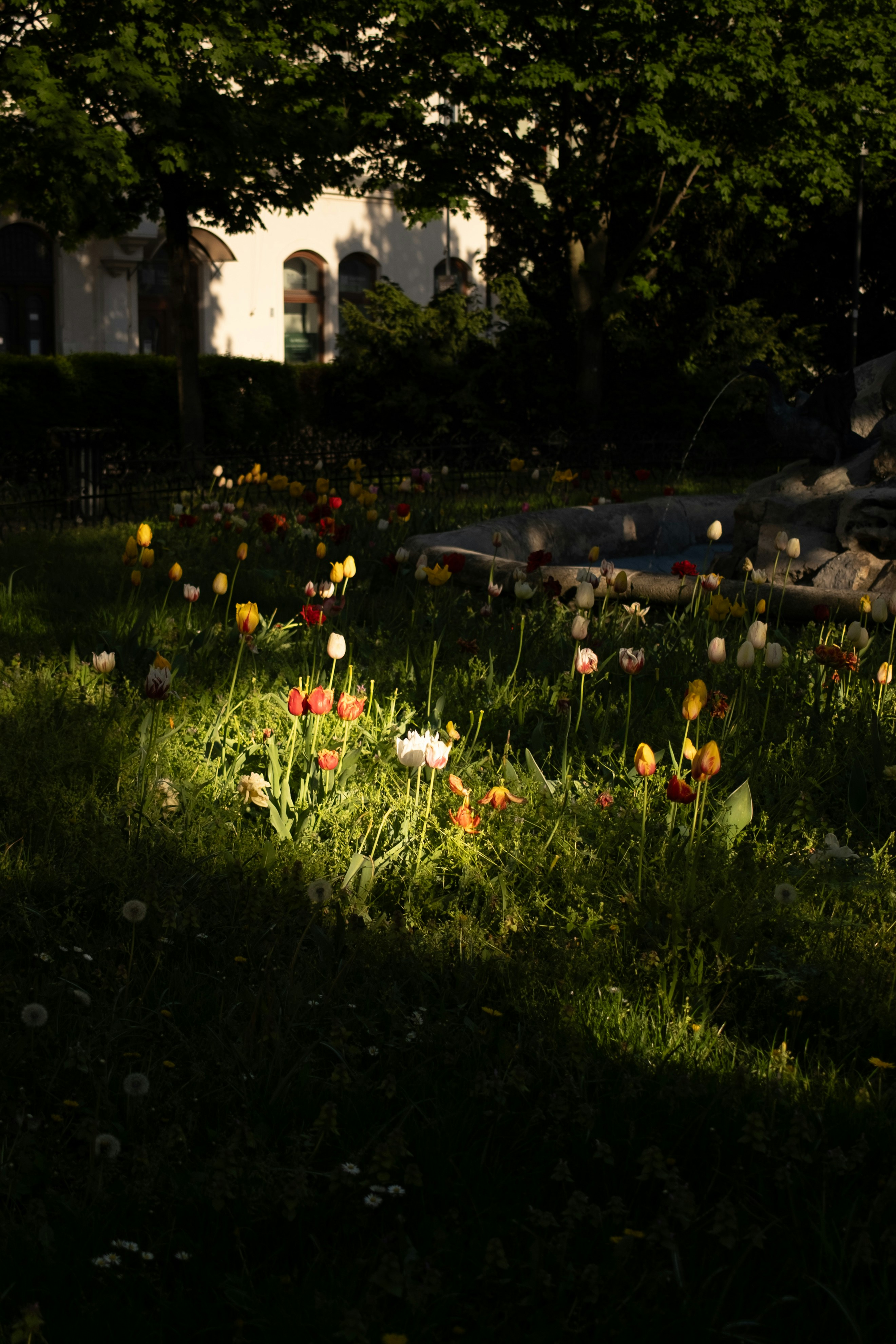 Colorful tulips bloom in a sunlit grassy field.