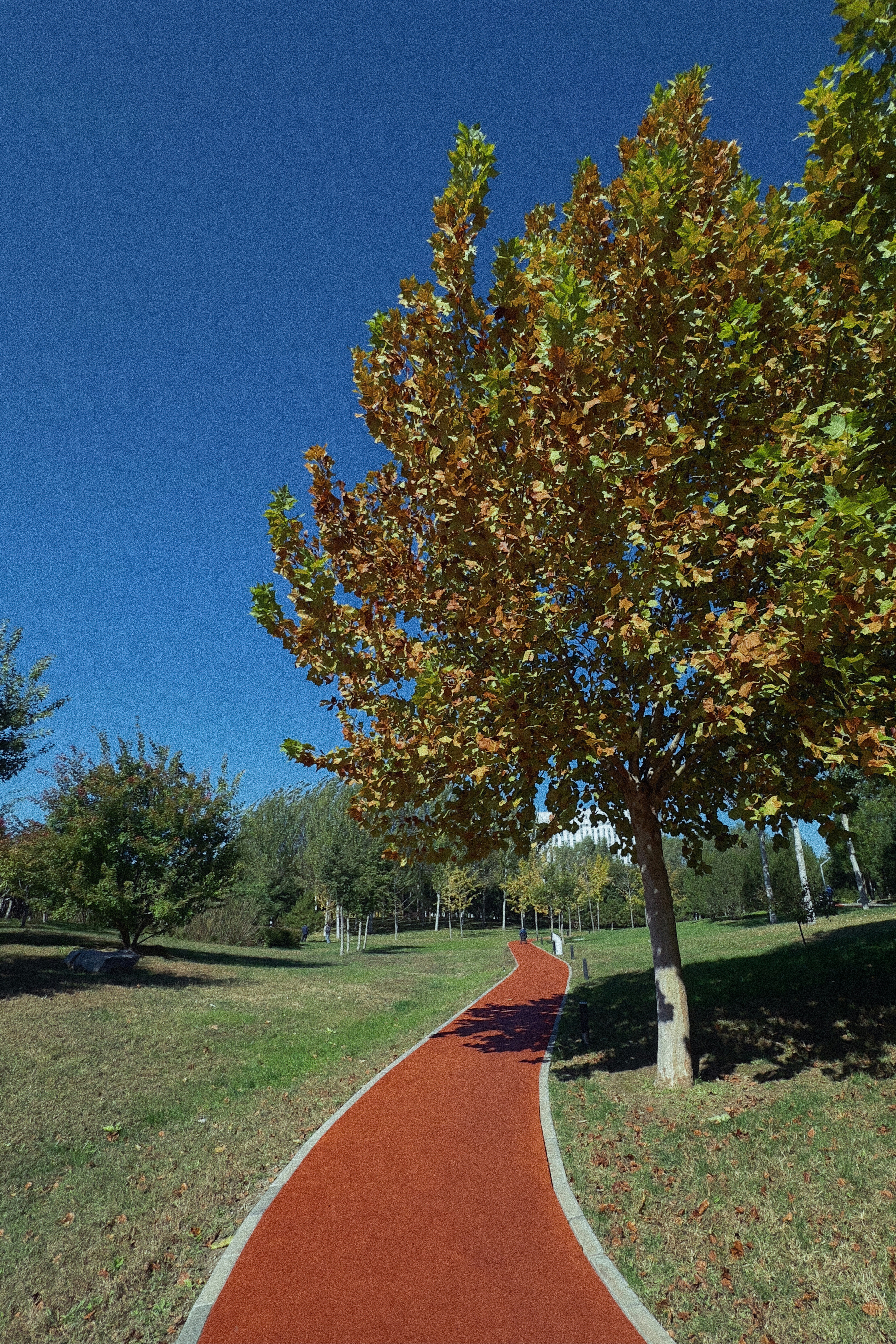 Autumn's Pathway: A Journey Through Color