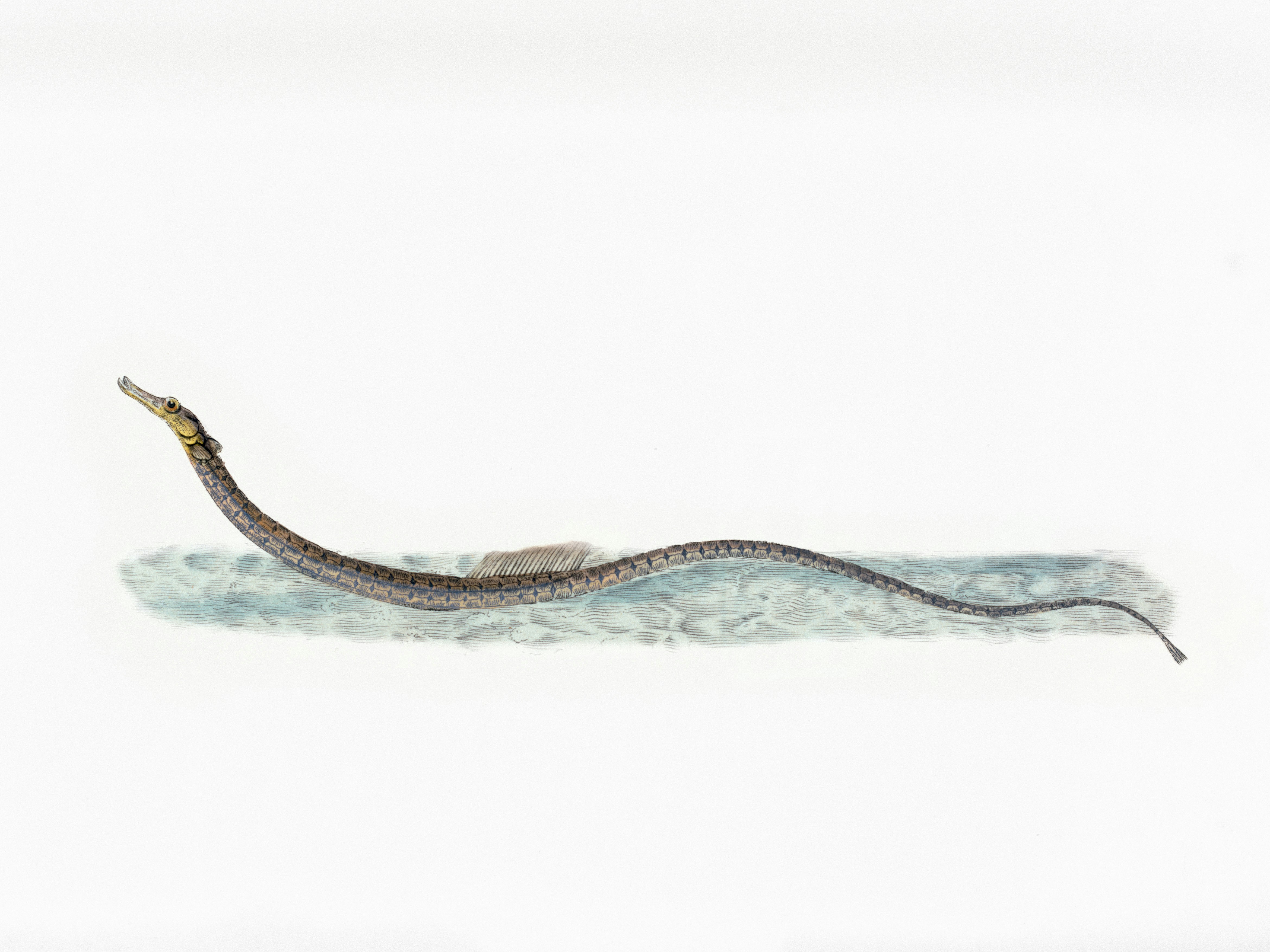 A long, thin fish with a tubular snout swims. photo – Free Animal Image ...