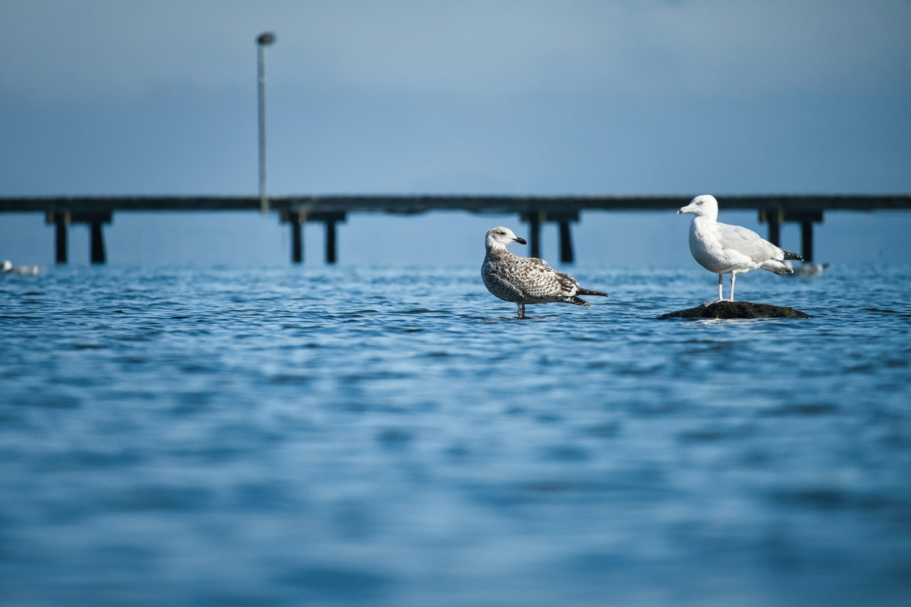 Serene Shoreline Sentinels