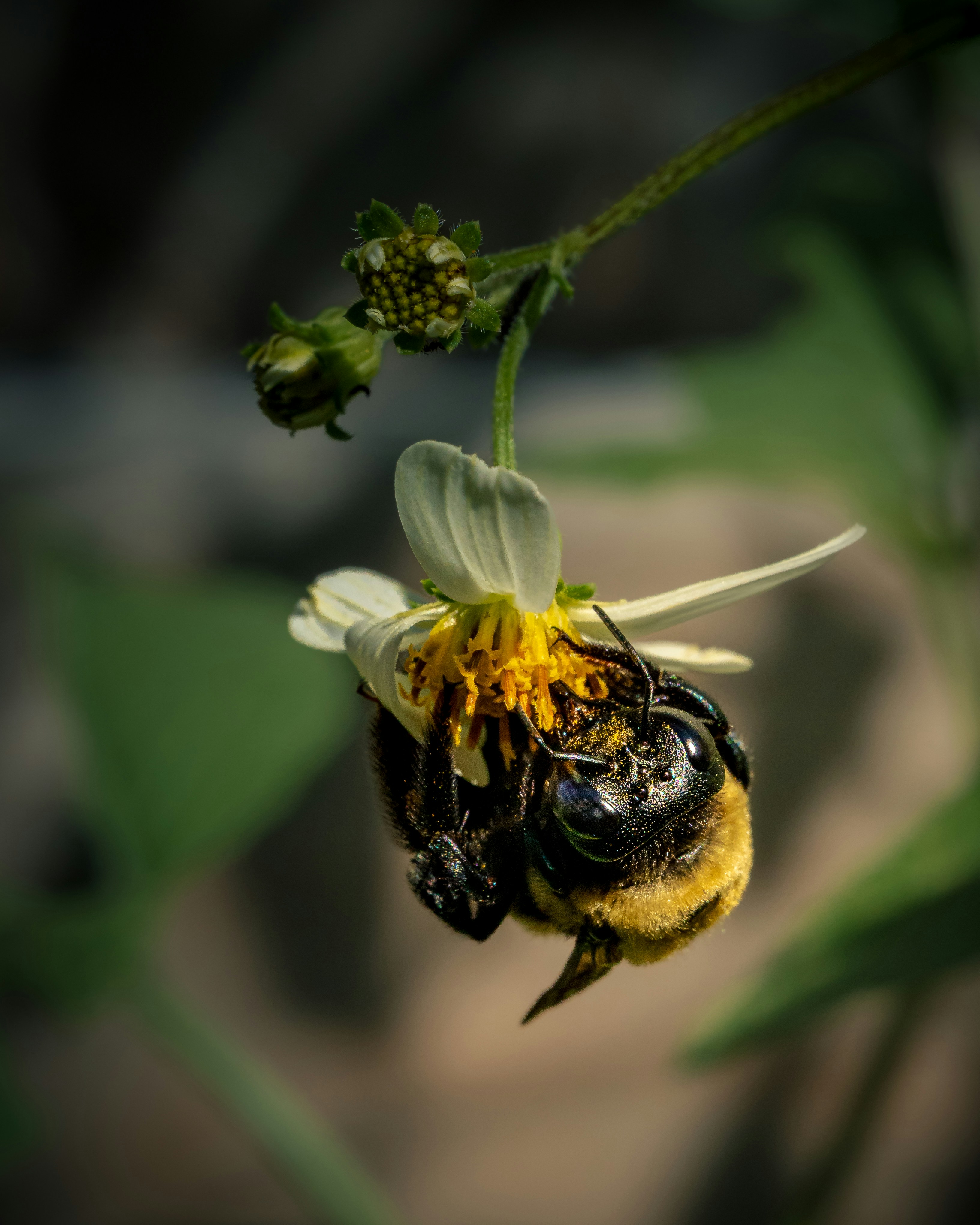 Nature's Busy Artisan: The Pollinator's Dance