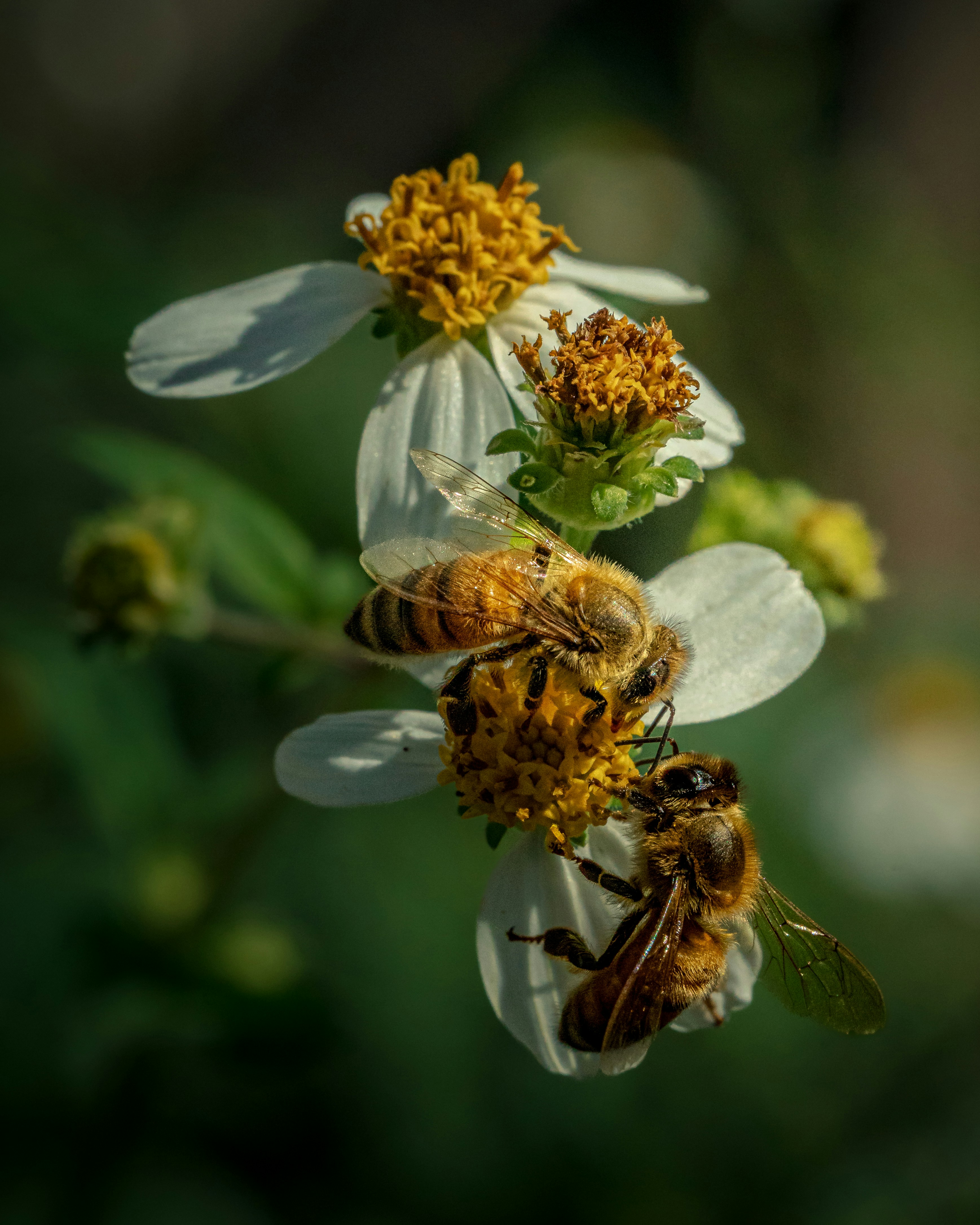 Pollination Harmony: A Dance of Bees