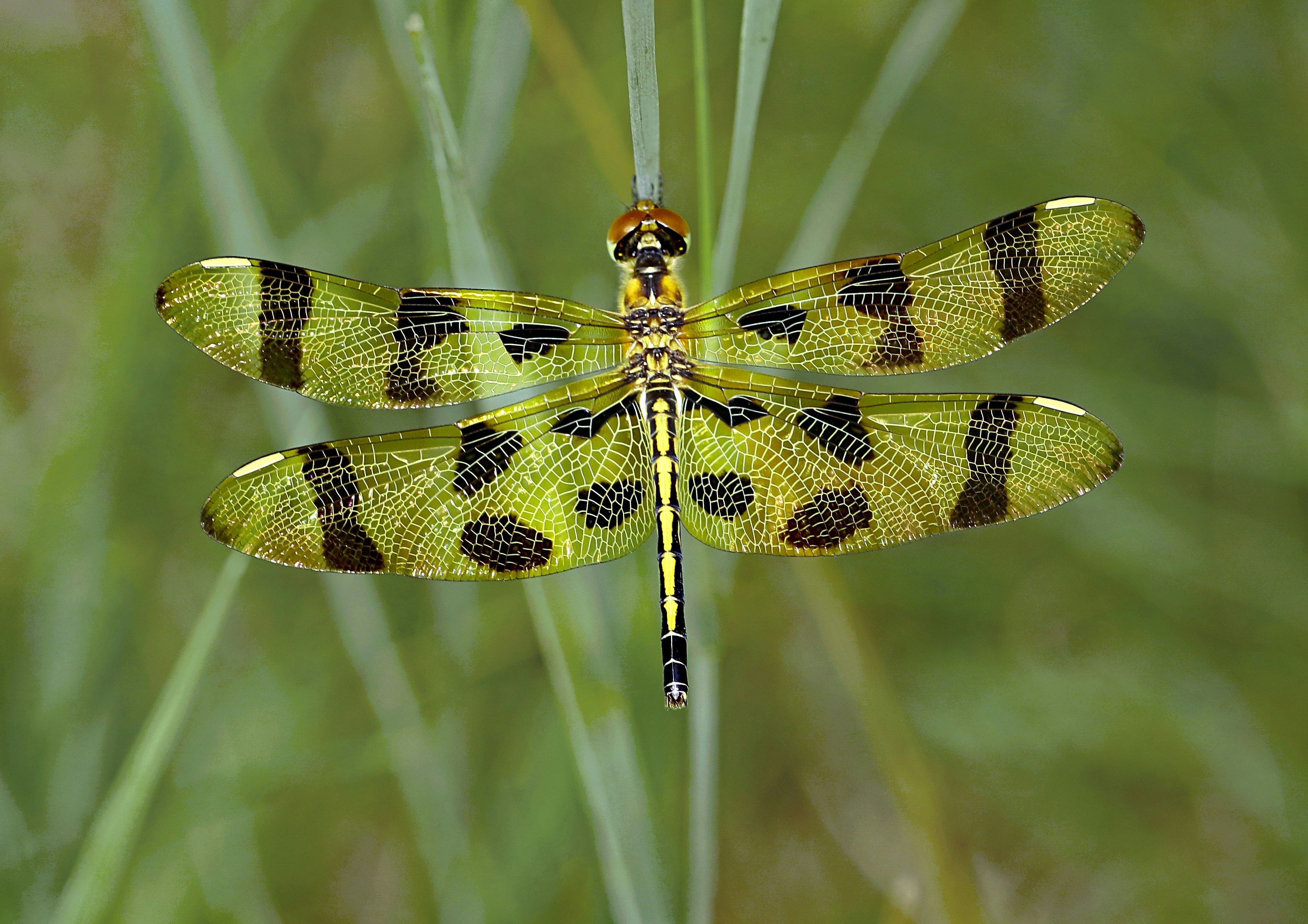 Emerald Winged Wonder: Nature's Intricate Design