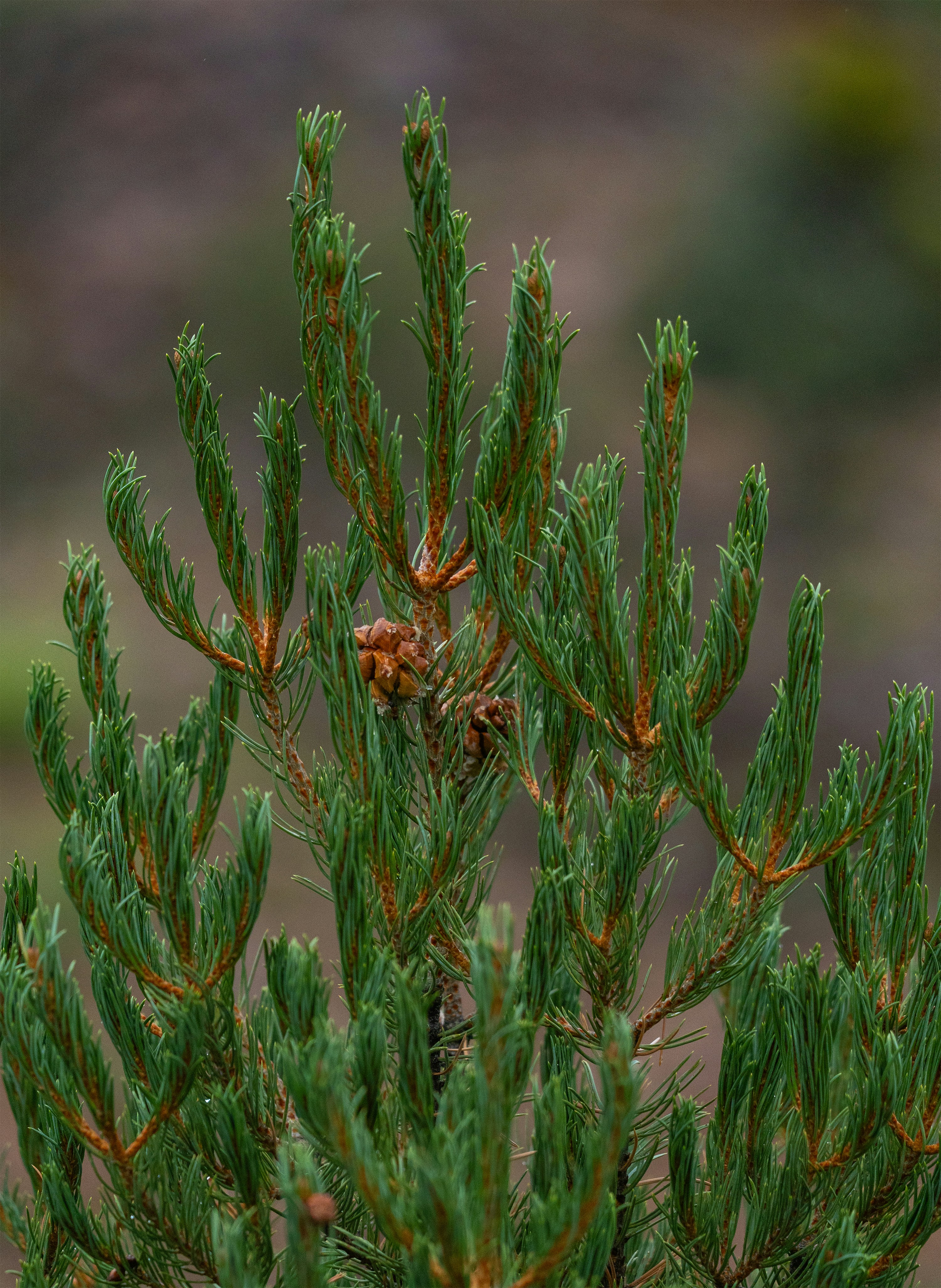 Close-up of a pine tree branch with needles and cones. photo – Free ...