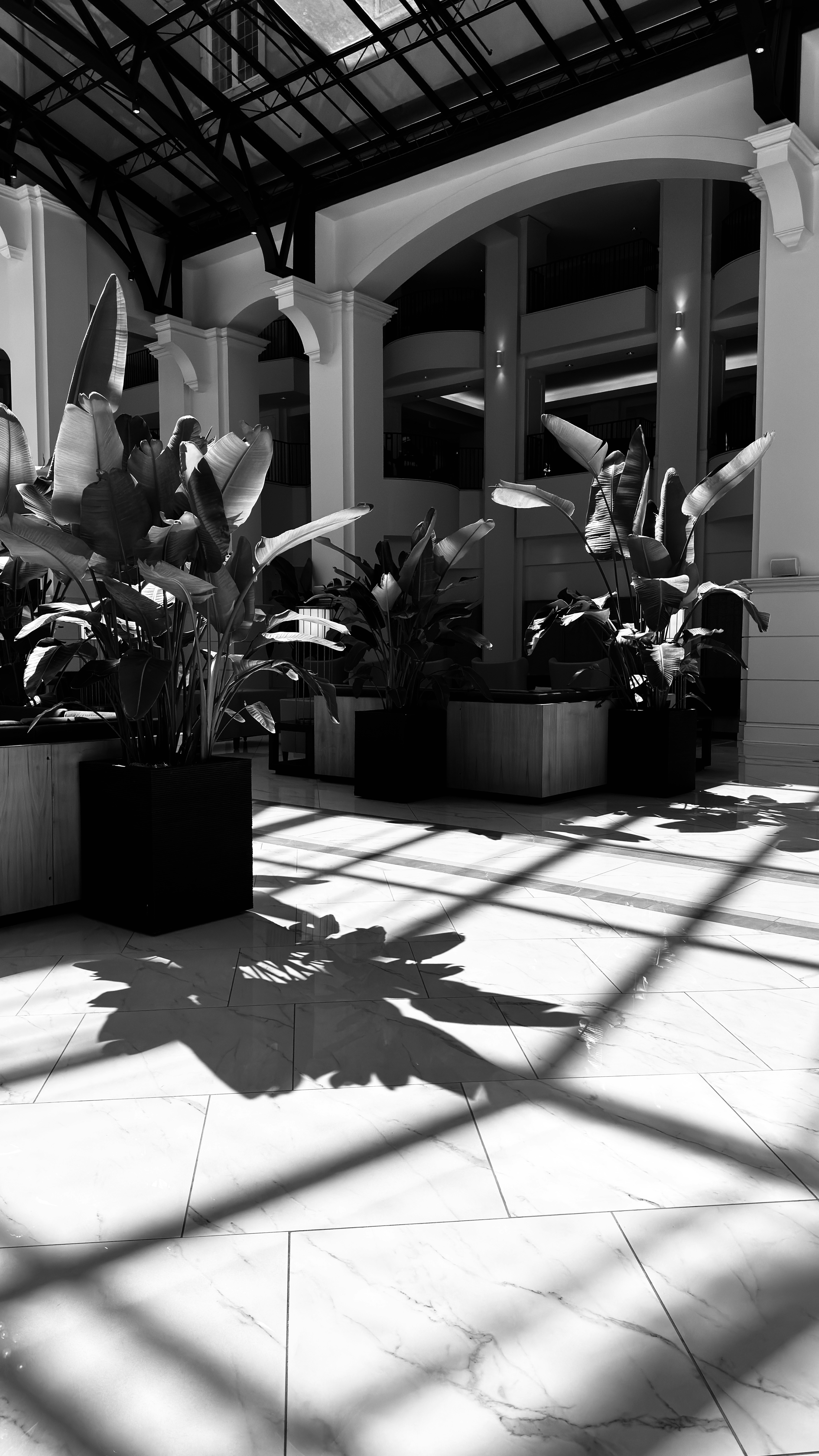 Shadows of Serenity: A Dance of Light and Foliage