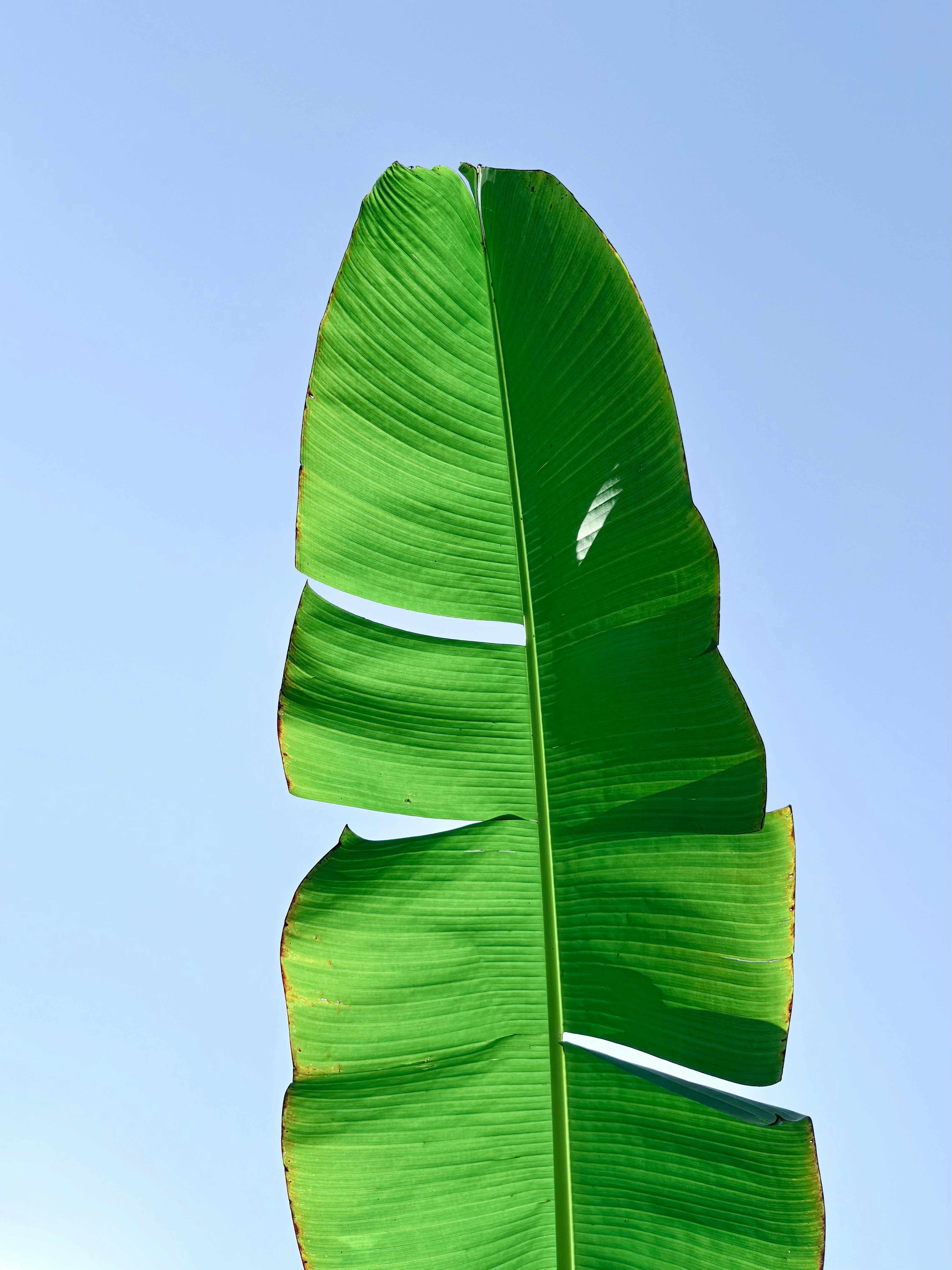 Vertical Symphony of Green