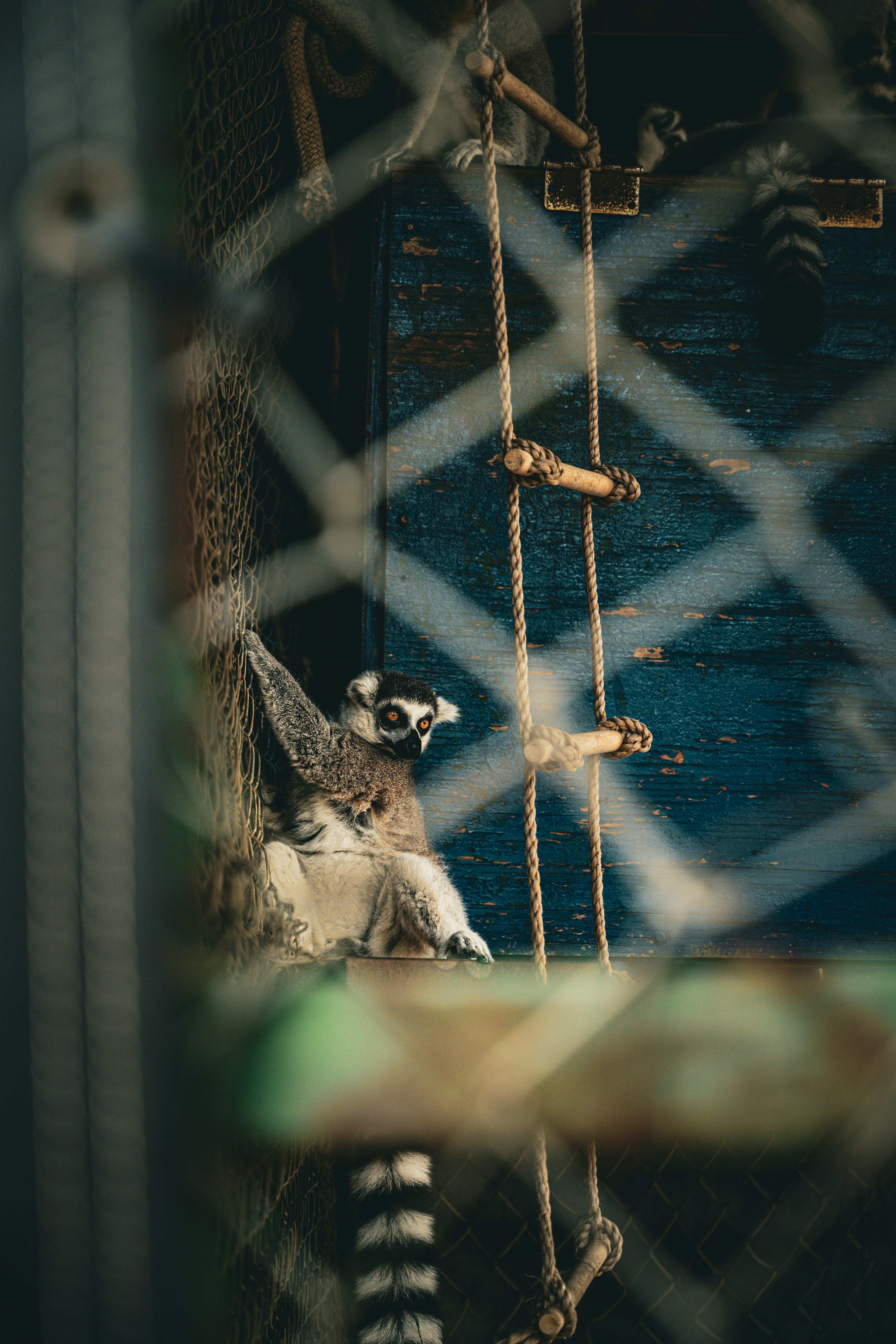Behind the Bars: A Lemur's Quiet Reflection