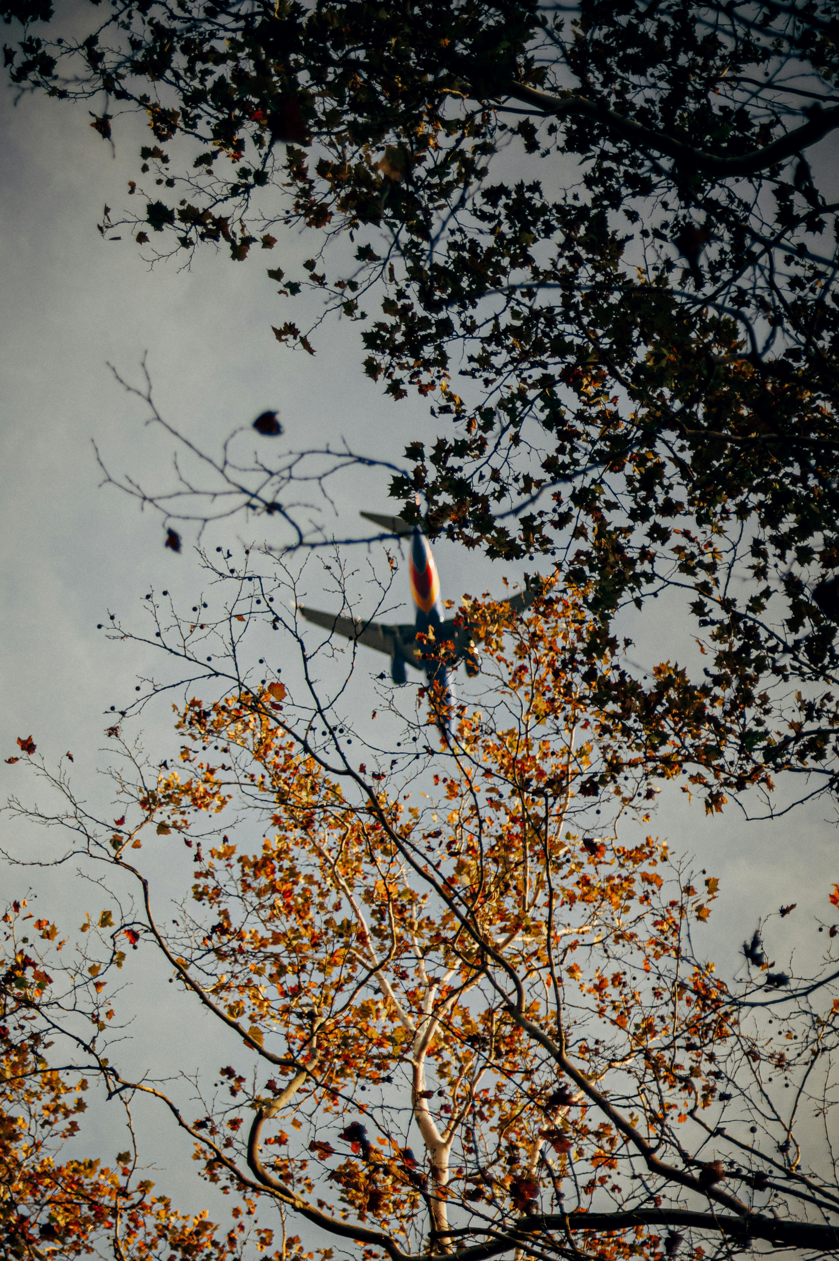 Airplane flying overhead through autumn trees
