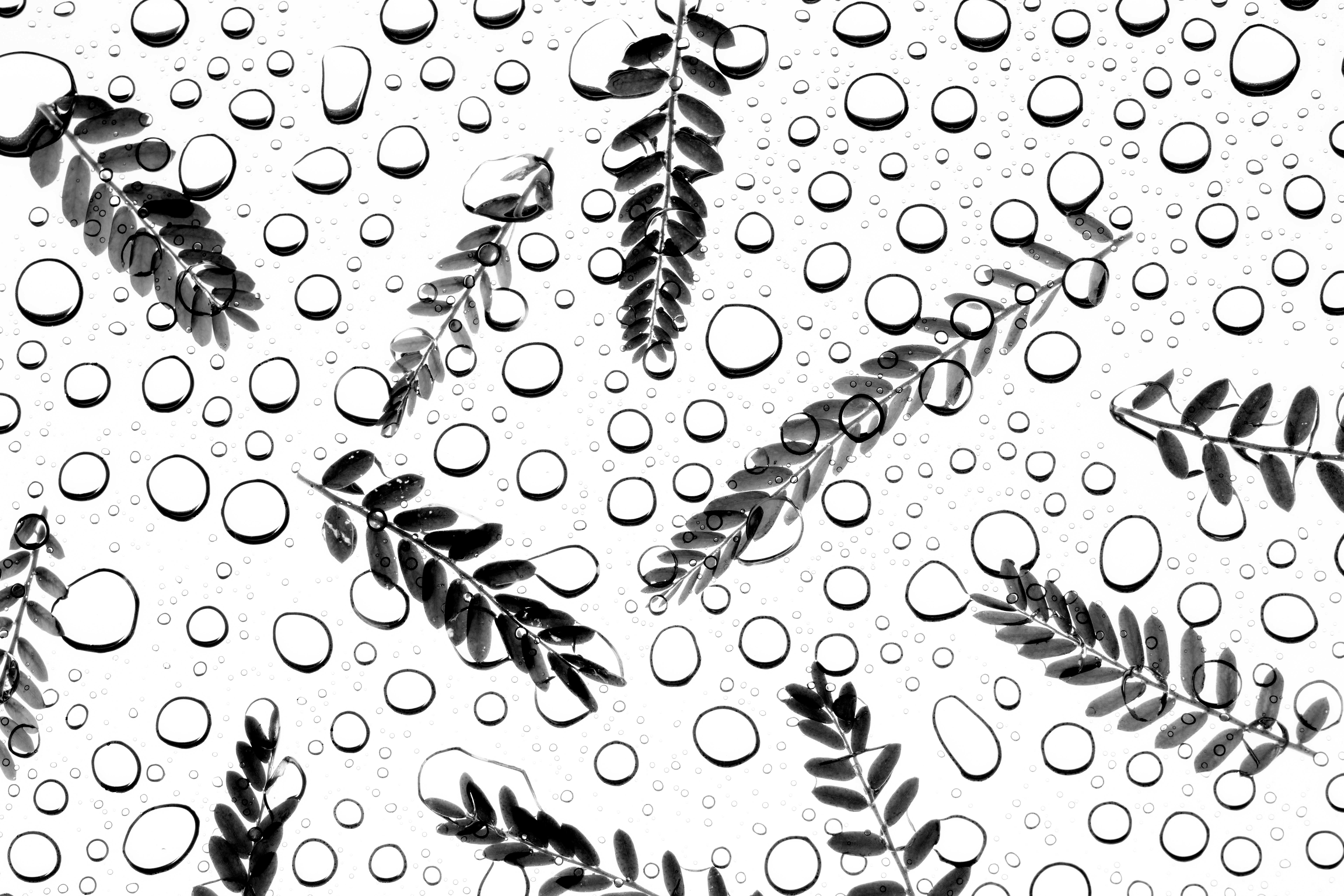 Fern leaves scattered on water droplets