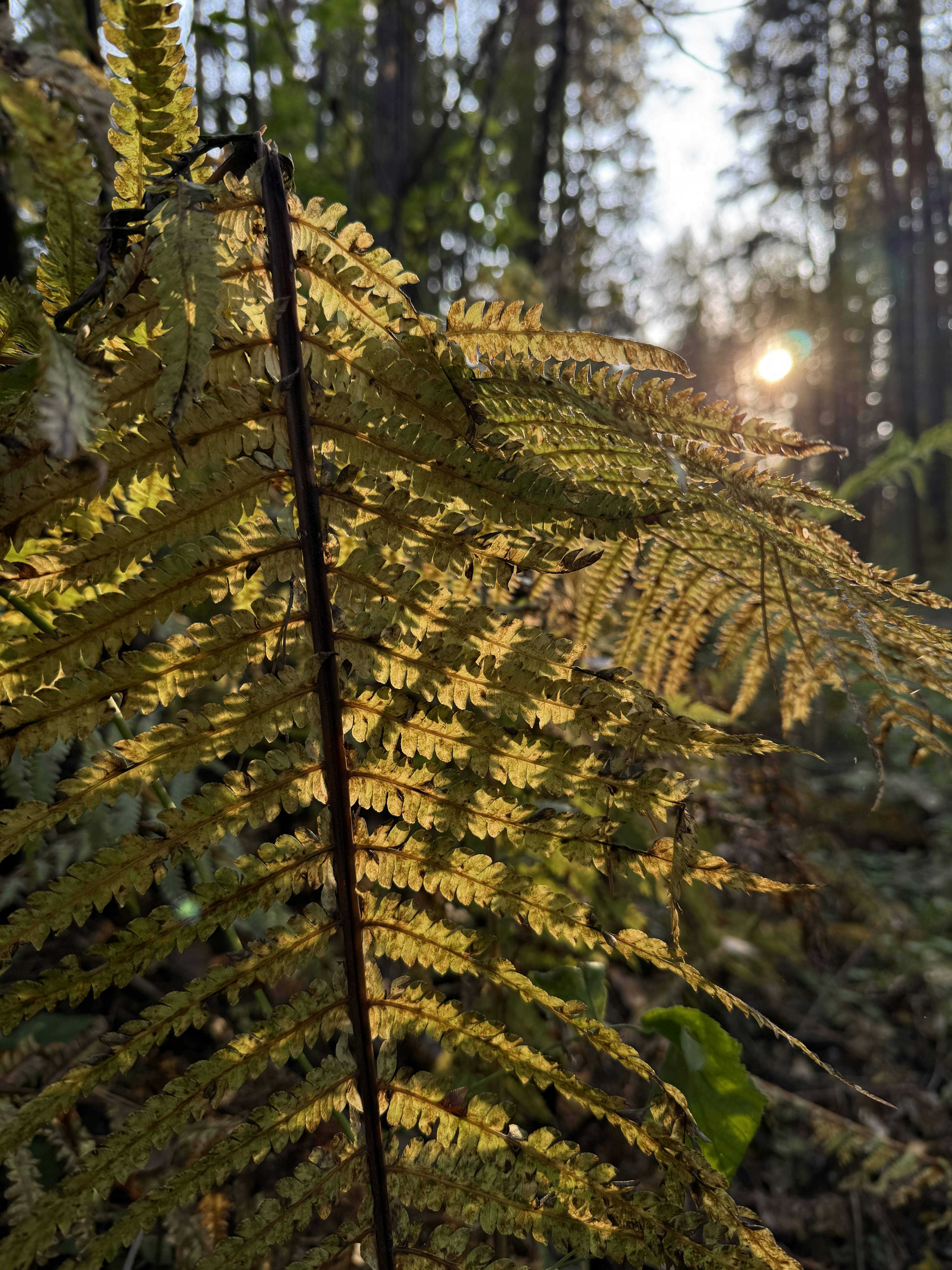 Golden Ferns Embracing the Sunlight