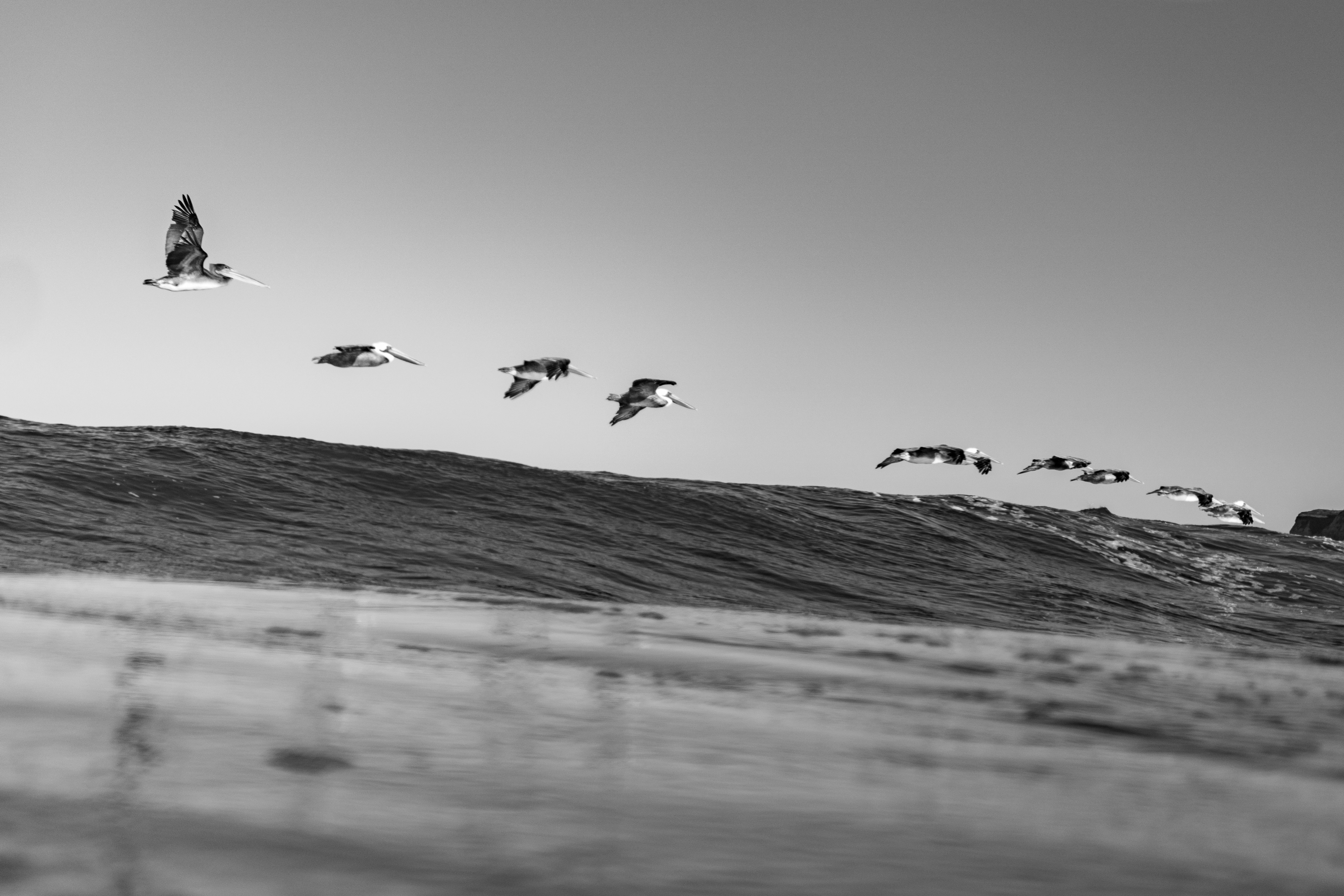 Aerial Ballet: Birds in Flight Over the Waves